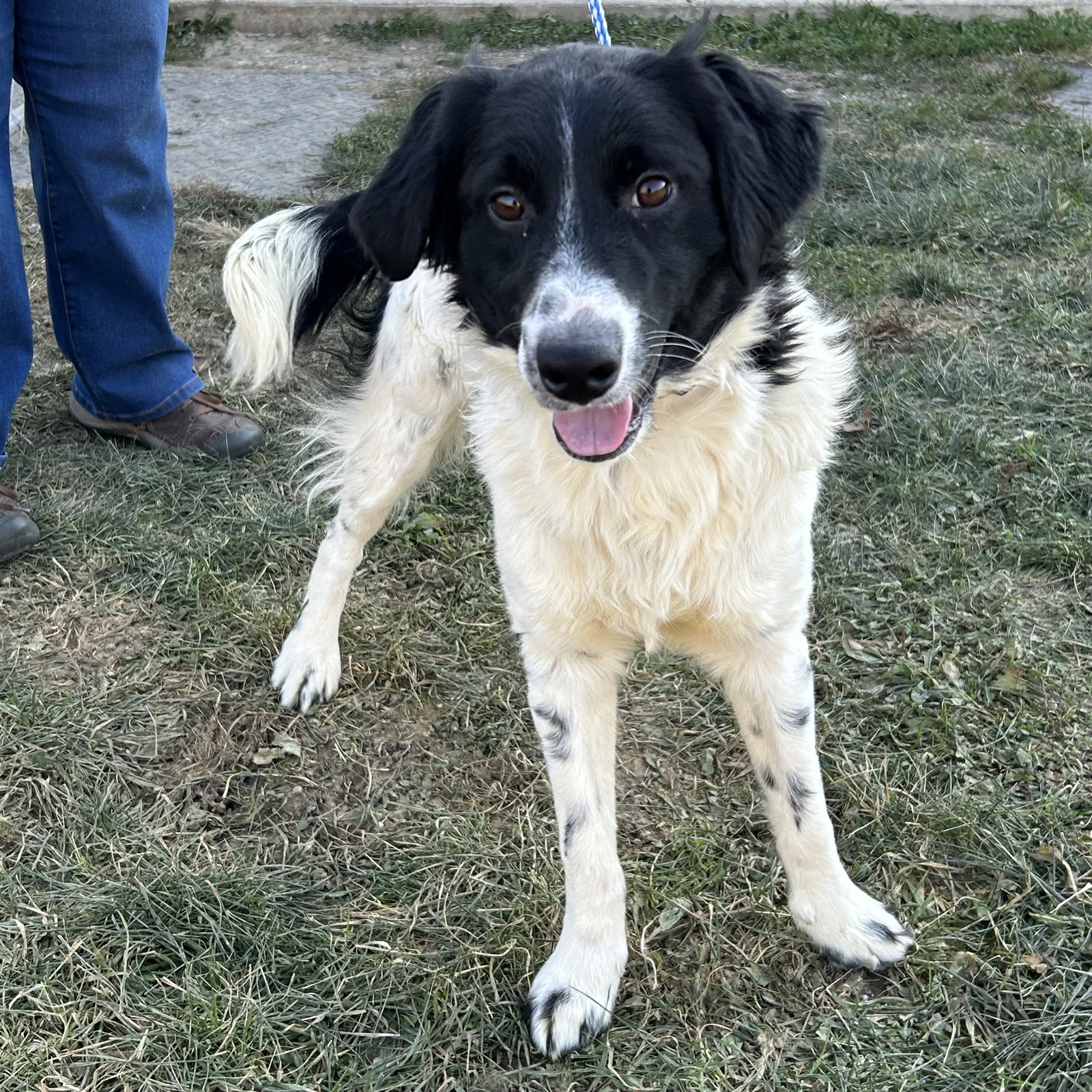 Dog for Adoption - McFluff, a English Springer Spaniel in Brown County ...