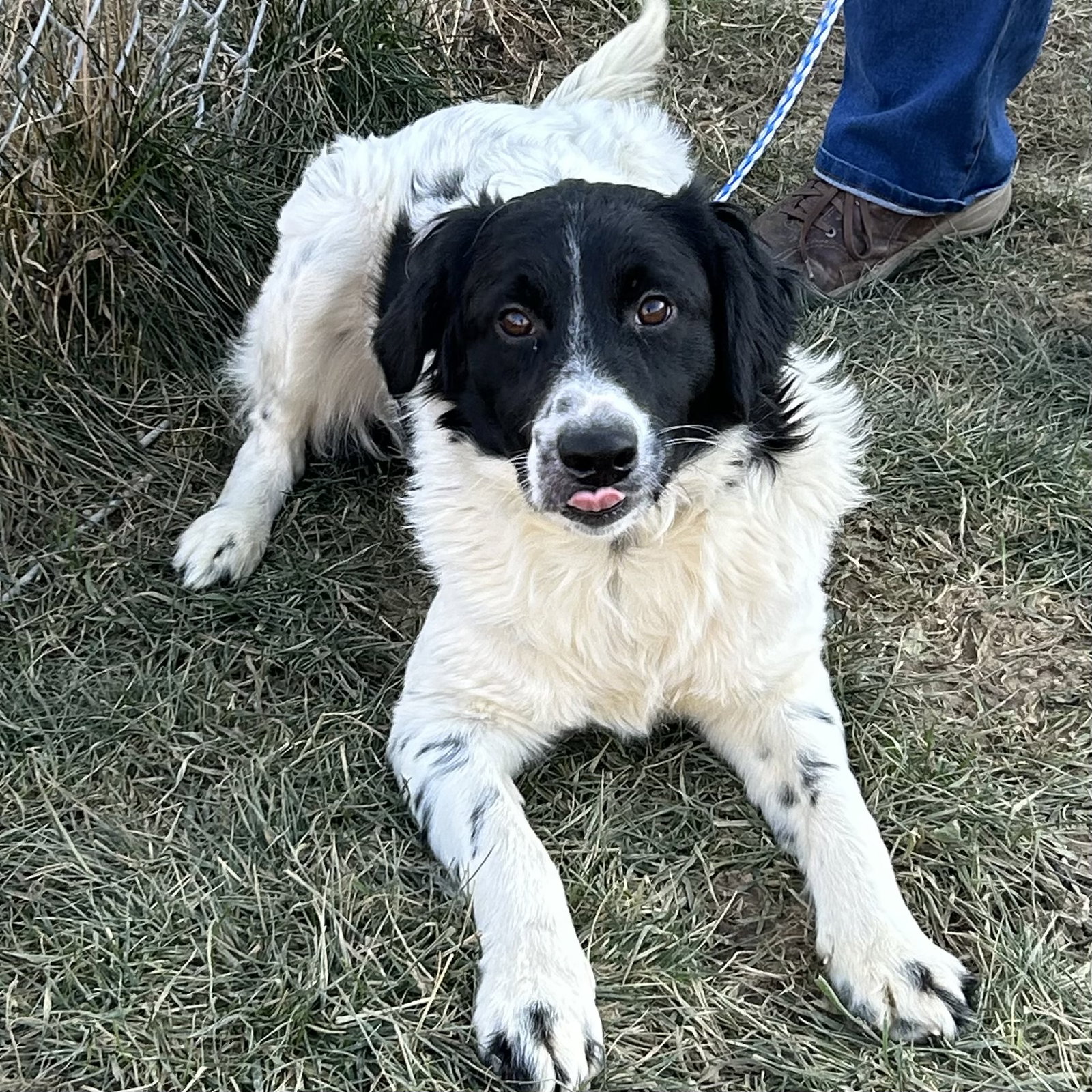 Dog for Adoption - McFluff, a English Springer Spaniel in Brown County ...