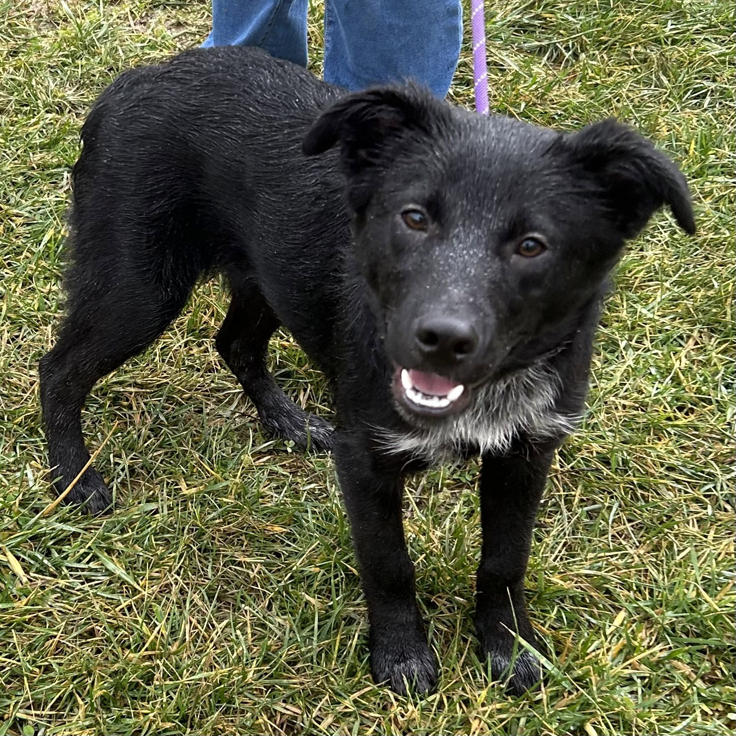 Dog for Adoption - Garth Brooks, a Flat-coated Retriever in ...