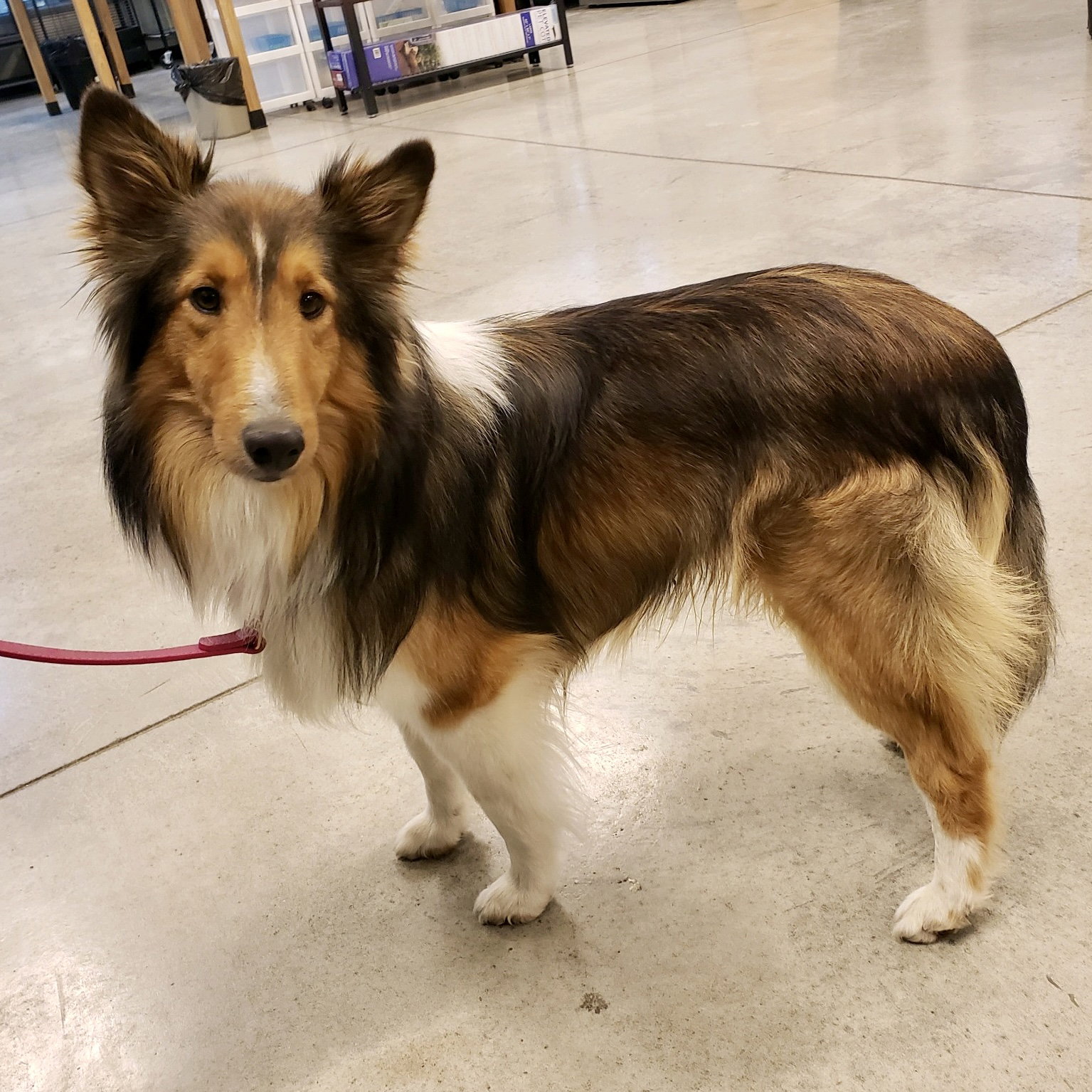Dog for Adoption - Coopster, a Shetland Sheepdog Sheltie in Brookville ...