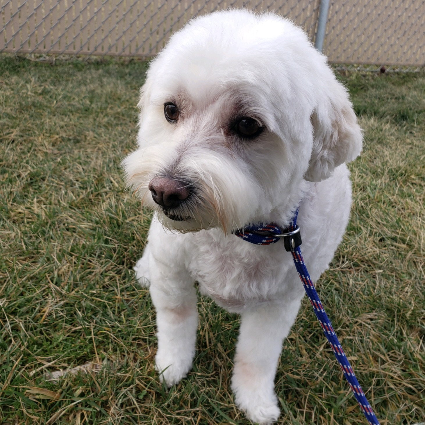 Dog for Adoption - Tobee, a Poodle (Miniature) in Covington, KY | Alpha Paw
