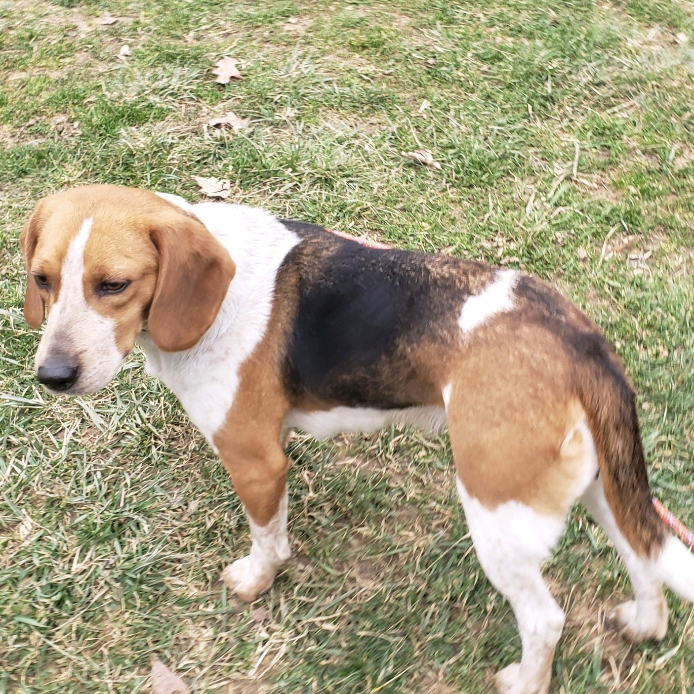 Dog for Adoption - Courtney, a Beagle in Oakwood, OH | Alpha Paw