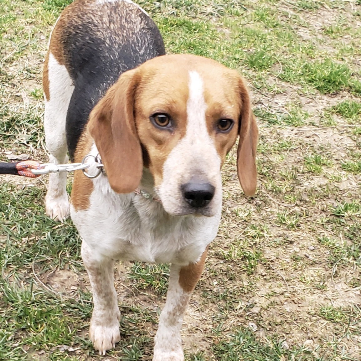Dog for Adoption - Courtney, a Beagle in Oakwood, OH | Alpha Paw