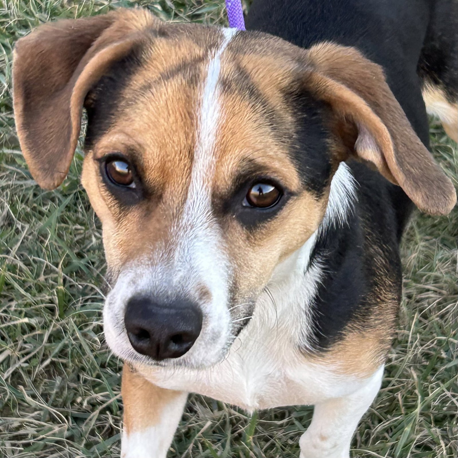 Dog for Adoption - Buster Moon 2024, a Beagle in Golf Manor, OH | Alpha Paw