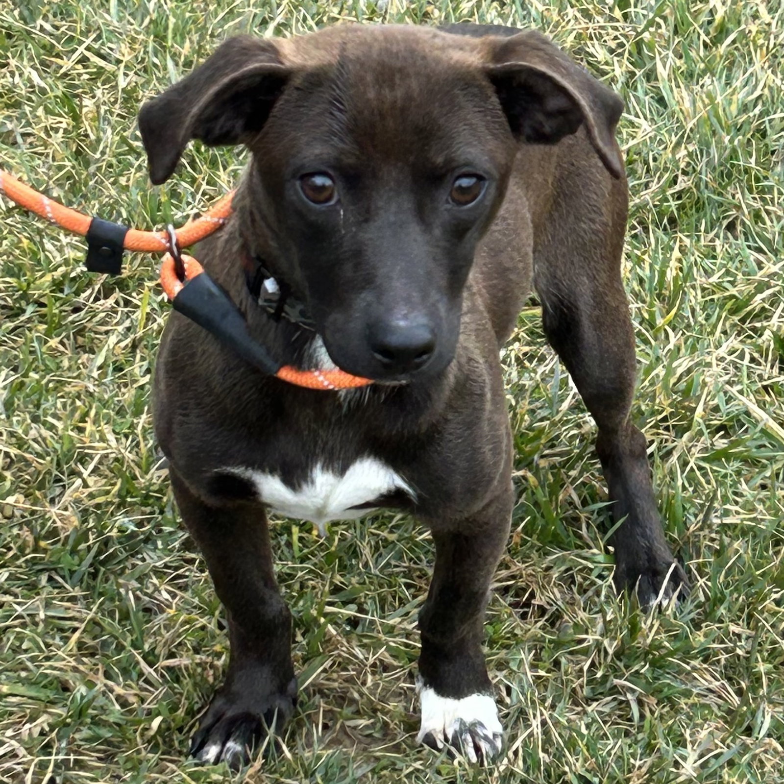 Dog for Adoption - Curt, a Dachshund in Dayton, OH | Alpha Paw