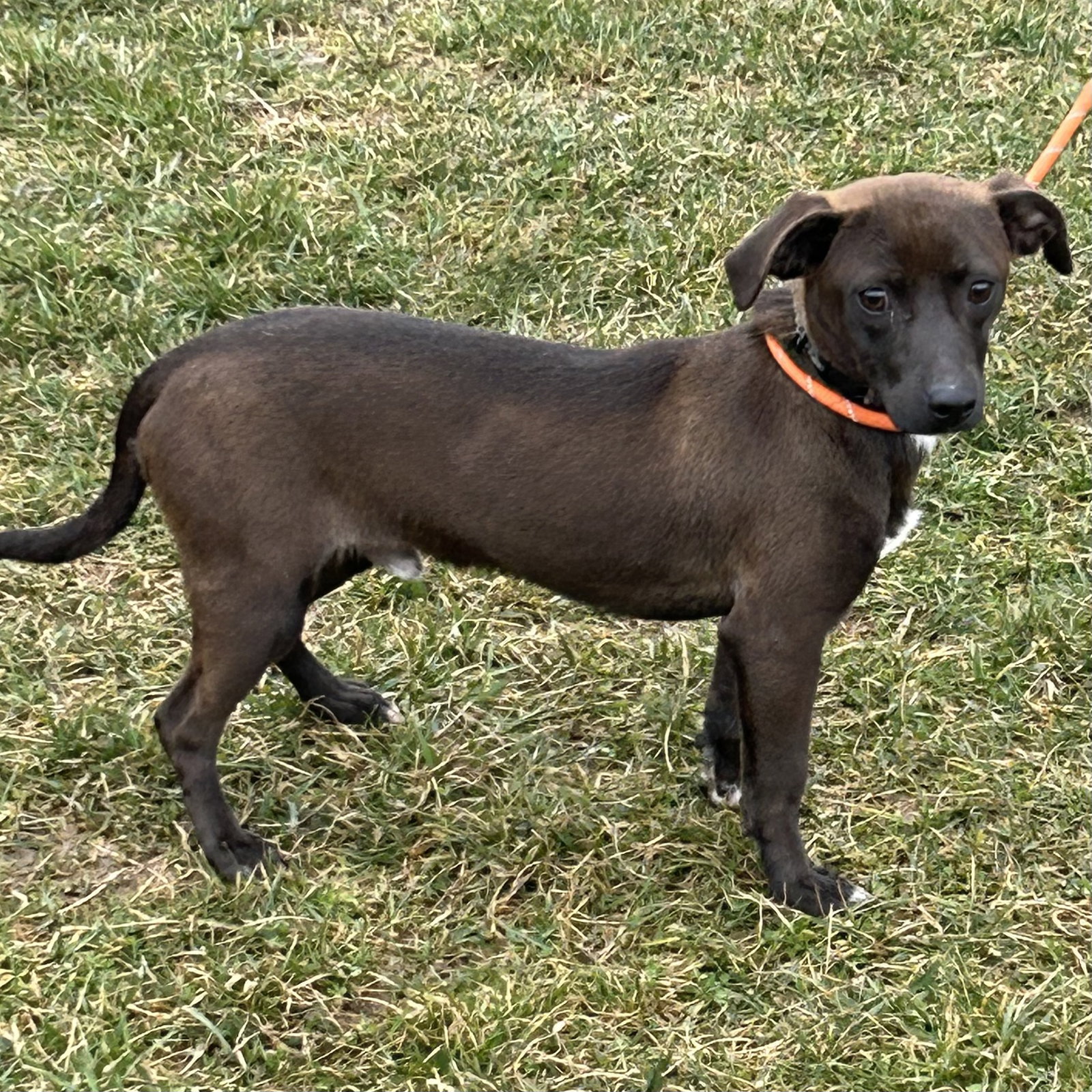 Dog for Adoption - Curt, a Dachshund in Dayton, OH | Alpha Paw