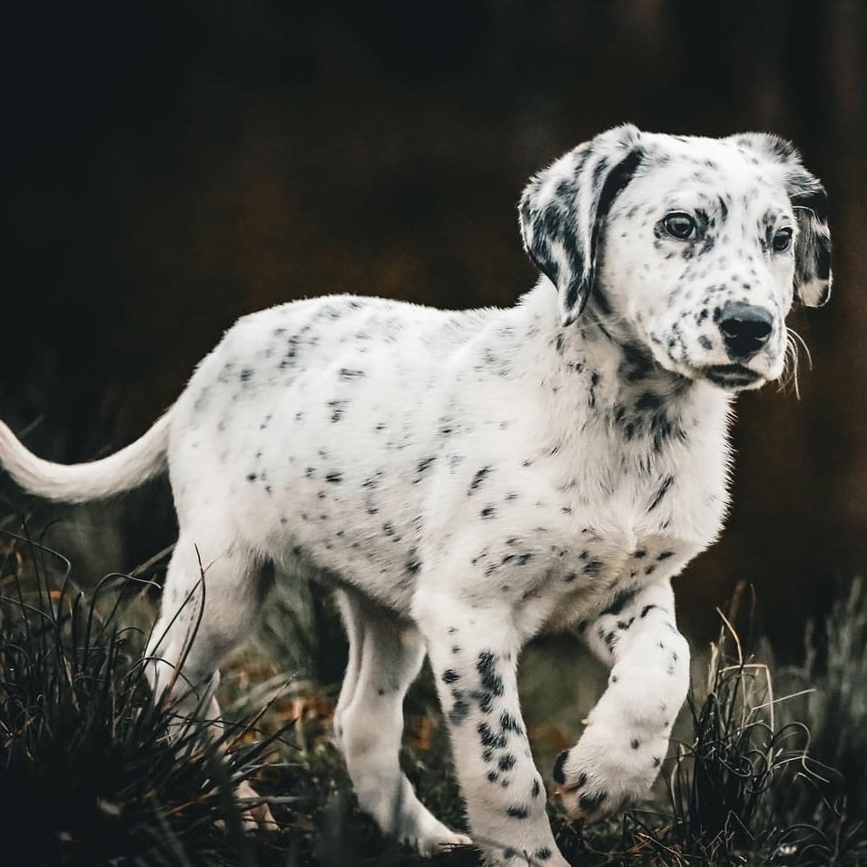 Dog for Adoption - Patch 2024, a Dalmatian in Lincoln Heights, OH ...