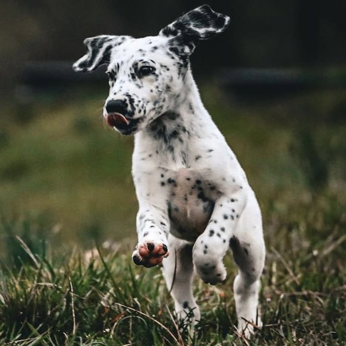 Dog for Adoption - Patch 2024, a Dalmatian in Lebanon, OH | Alpha Paw