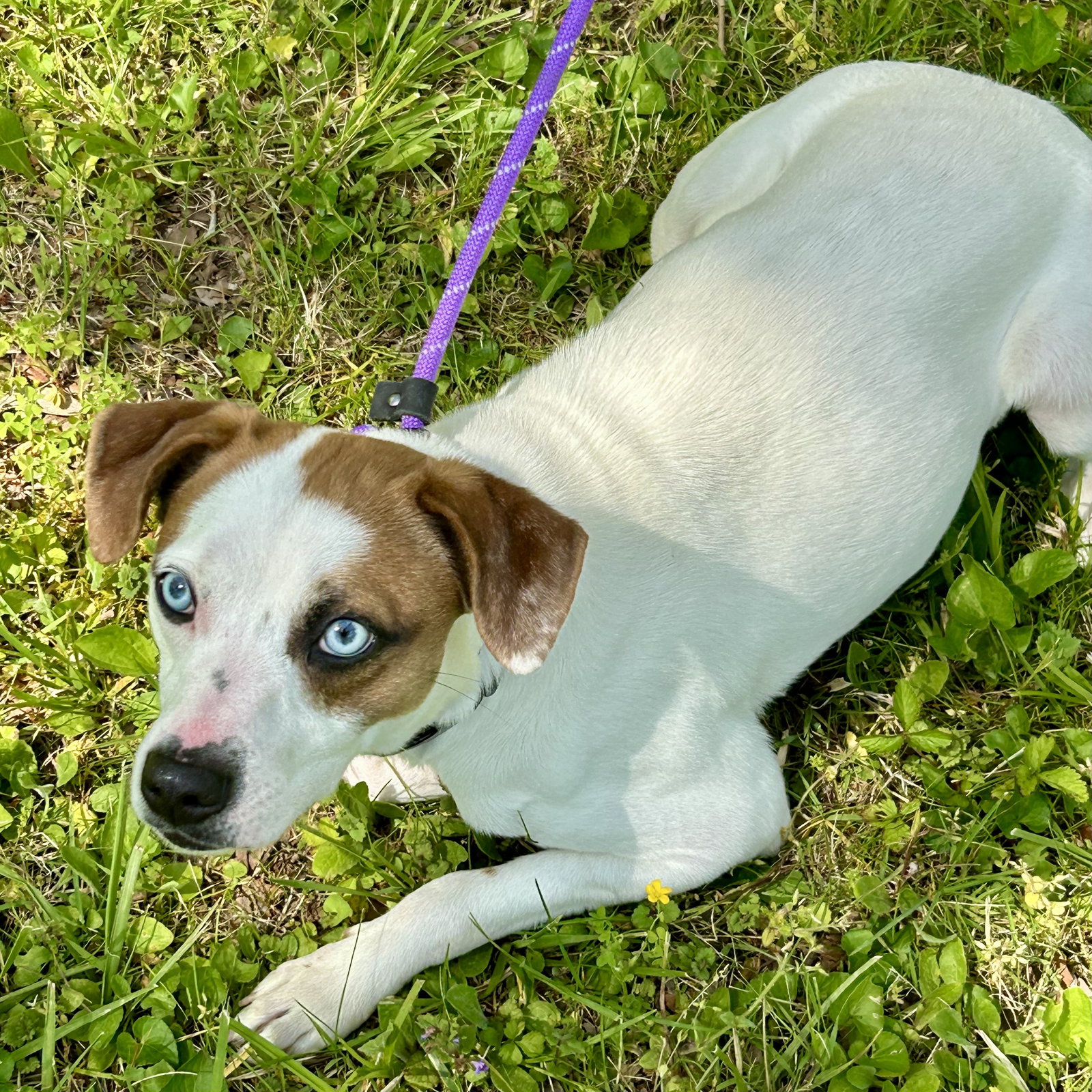 Dog for Adoption - Jamie, a Jack Russell Terrier in Switzerland County ...