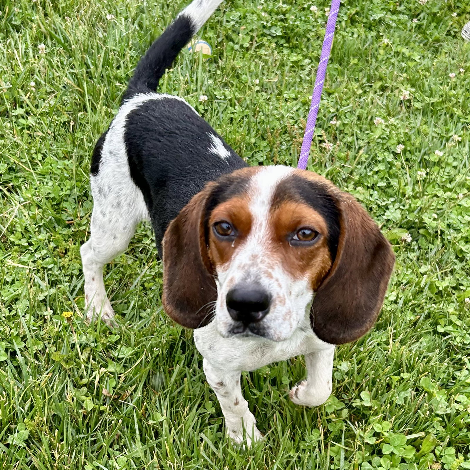 Dog for Adoption - Daiquiri, a Beagle in Dayton, OH | Alpha Paw
