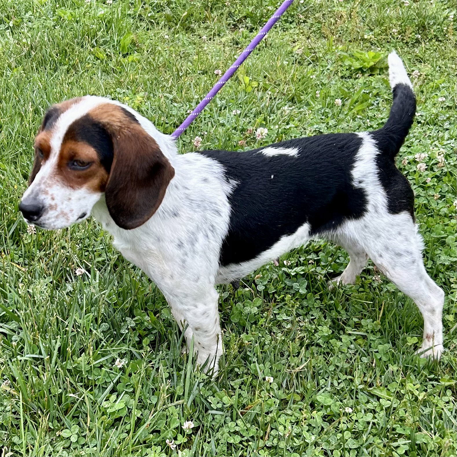 Dog for Adoption - Daiquiri, a Beagle in The Village Of Indian Hill, OH ...