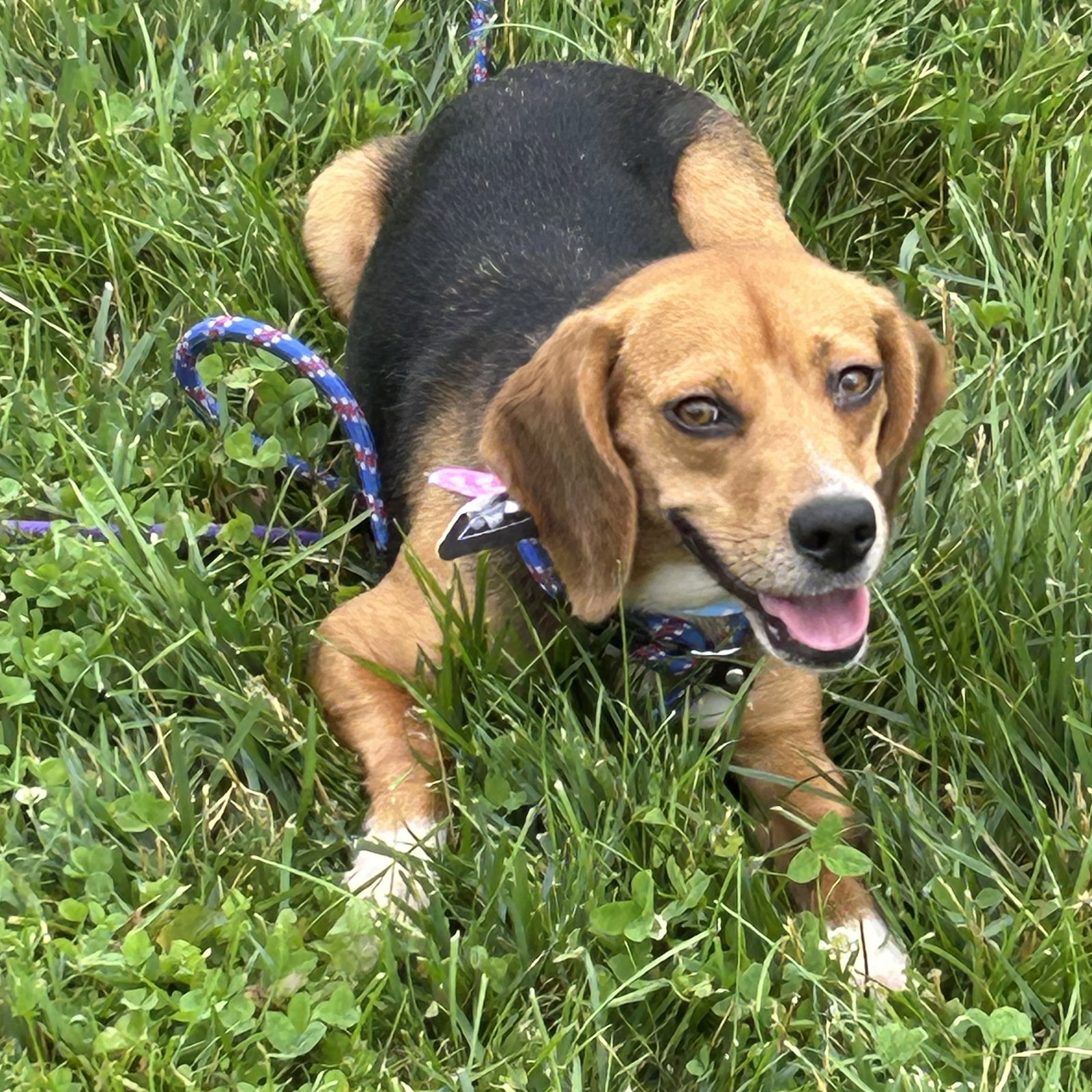 Dog for Adoption - Fancy 2025, a Beagle in Lakeside Park, KY | Alpha Paw