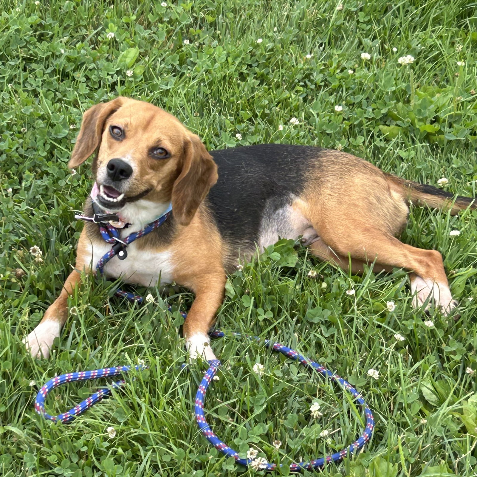 Dog for Adoption - Fancy 2025, a Beagle in Lakeside Park, KY | Alpha Paw