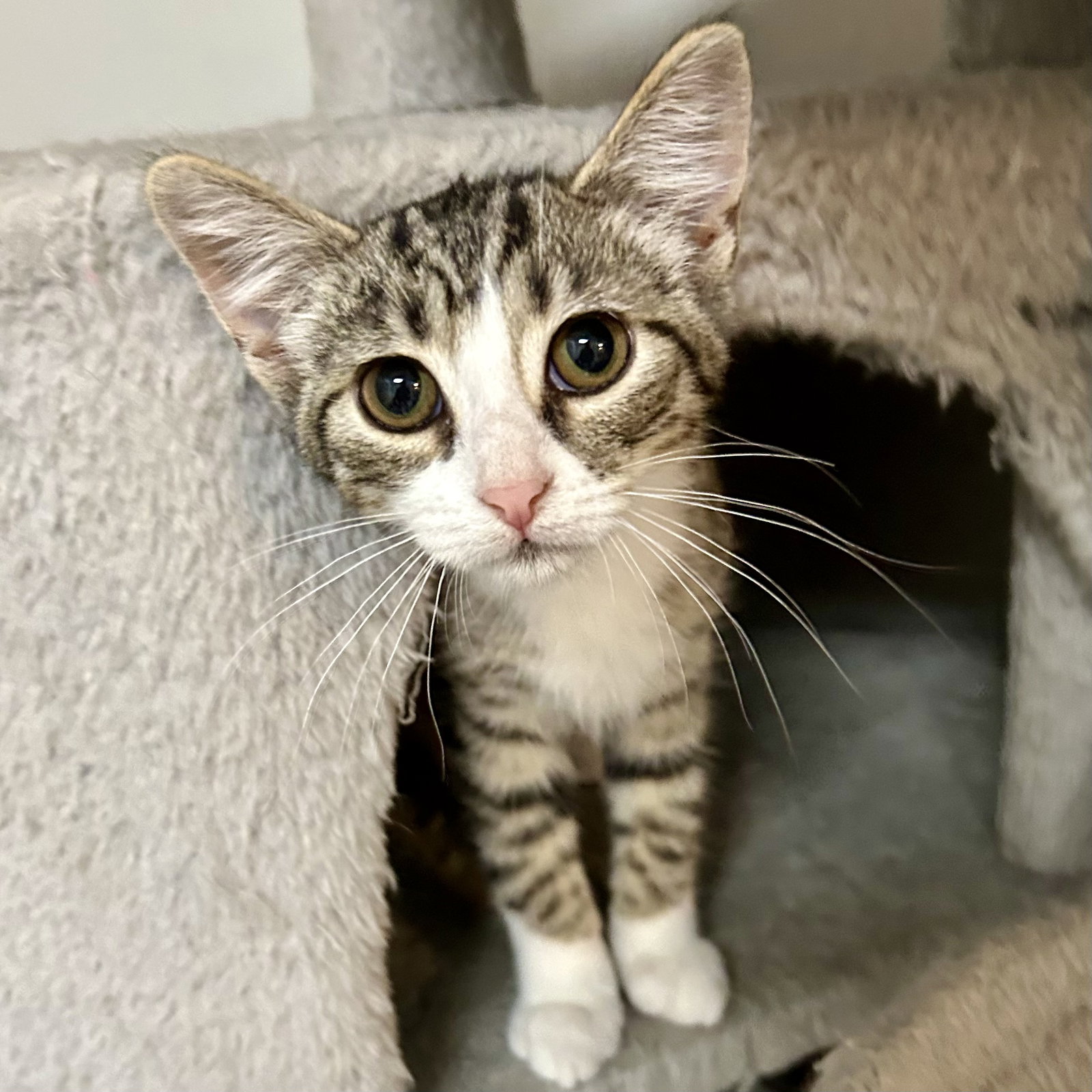 Cats for Adoption in Mason, Ohio | Alpha Paw