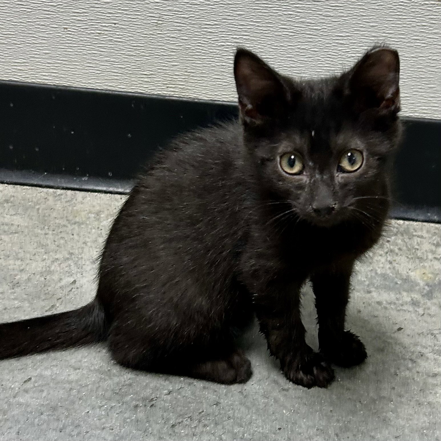 Cats for Adoption in Rising Sun, Indiana | Alpha Paw