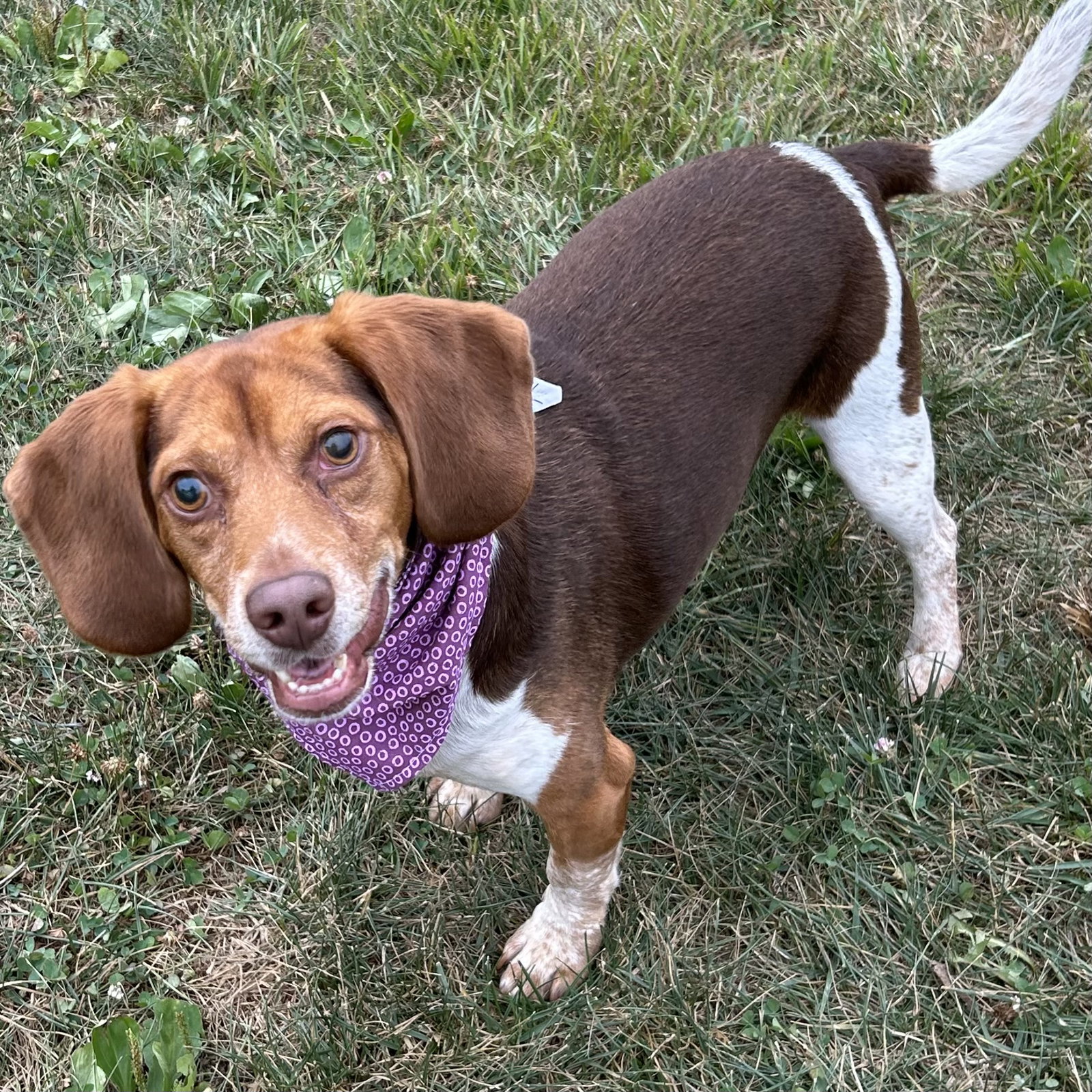 Dog for Adoption - Joseph 2025, a Beagle in Forest Park, OH | Alpha Paw