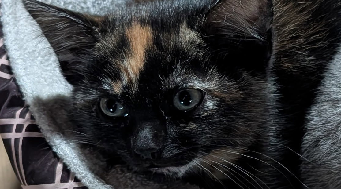 Cat adoption in Chama, NM 87520: Tortoiseshell (short coat) Cat "Naw-Naw"