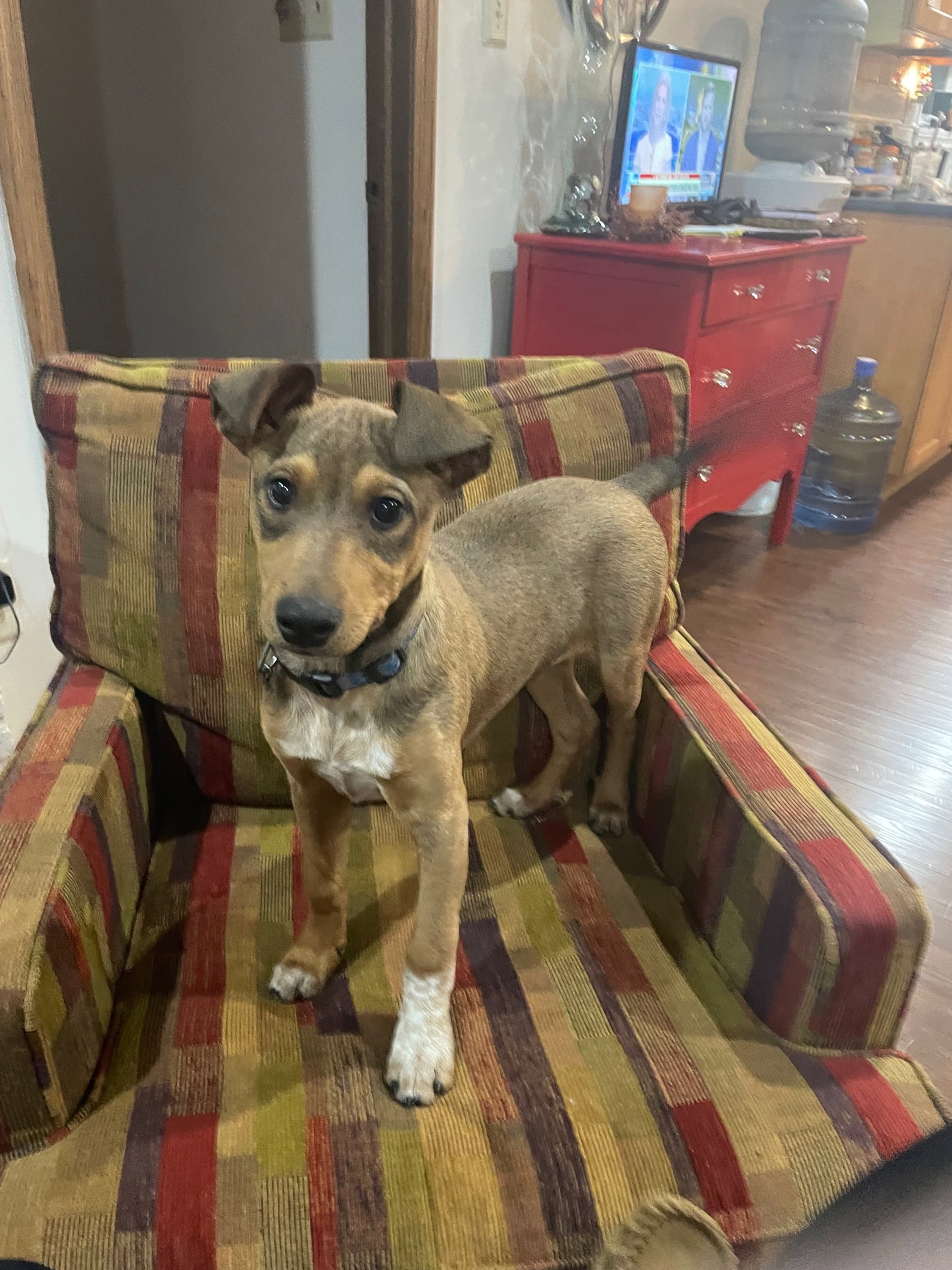 Dog for Adoption - Rolo, a Doberman Pinscher in Andover, OH | Alpha Paw