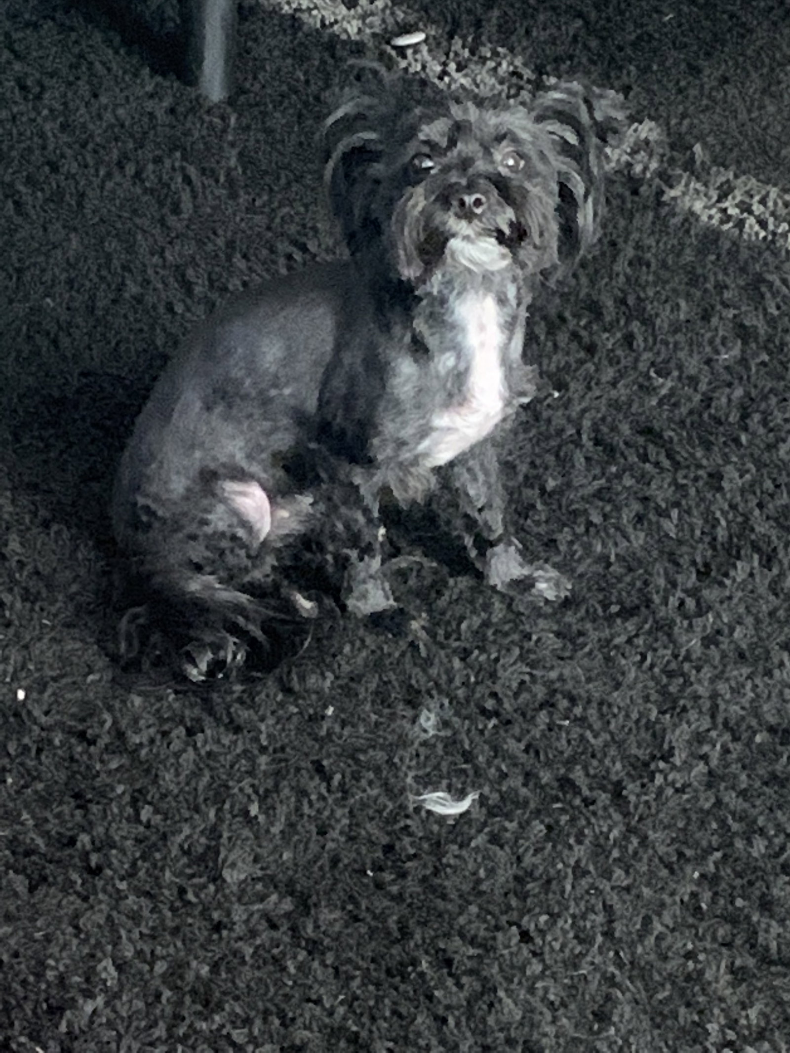 Dog for Adoption - Madison, a Yorkshire Terrier Yorkie in Cut And Shoot ...
