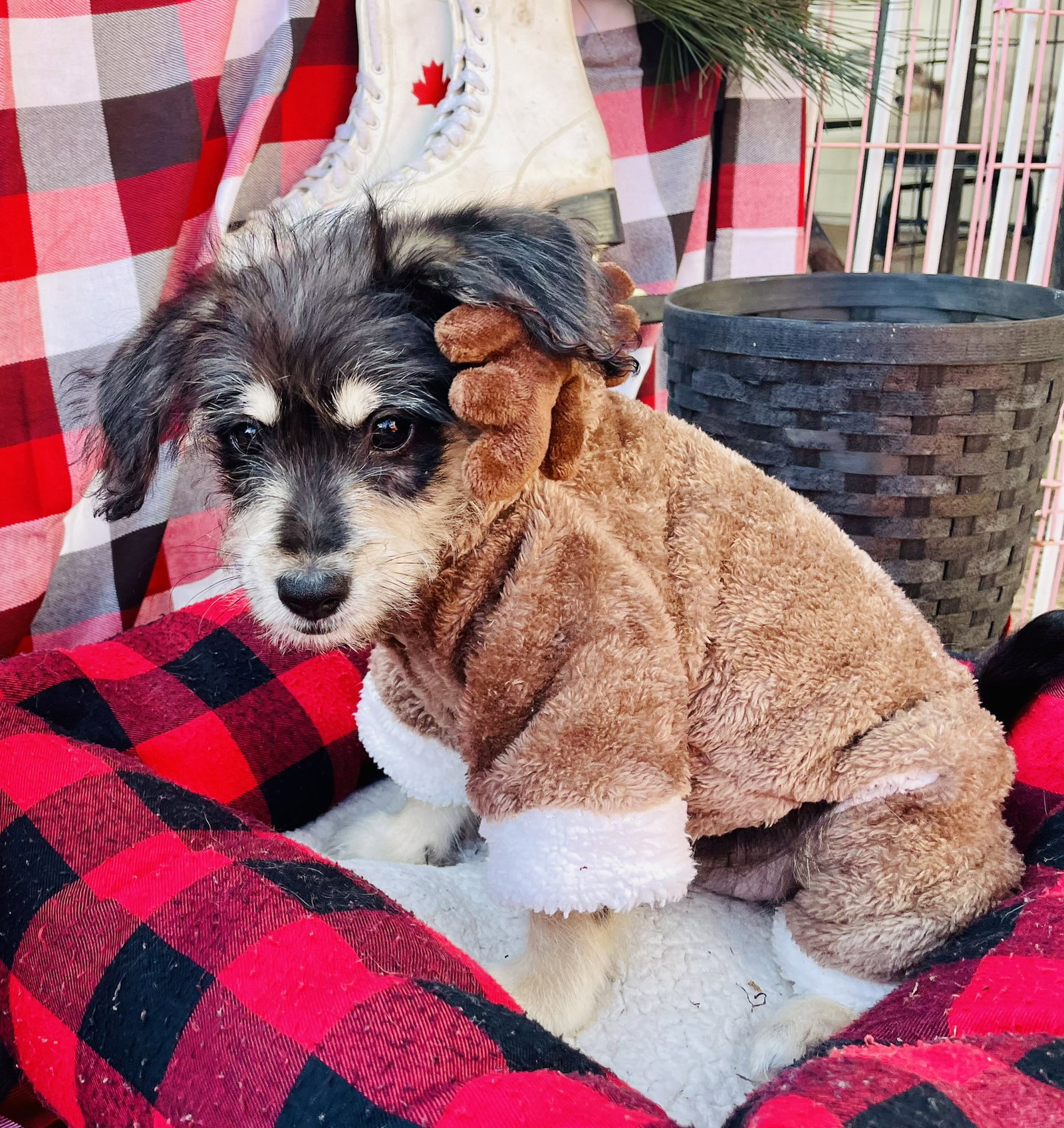 Dog for Adoption - Gordy, a Maltese in Fort Bend County, TX | Alpha Paw