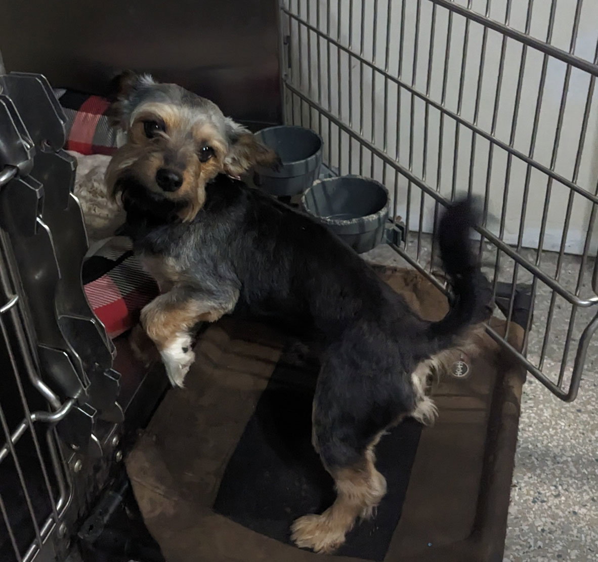 Dog for Adoption - Leo, a Yorkshire Terrier Yorkie in Panorama Village ...