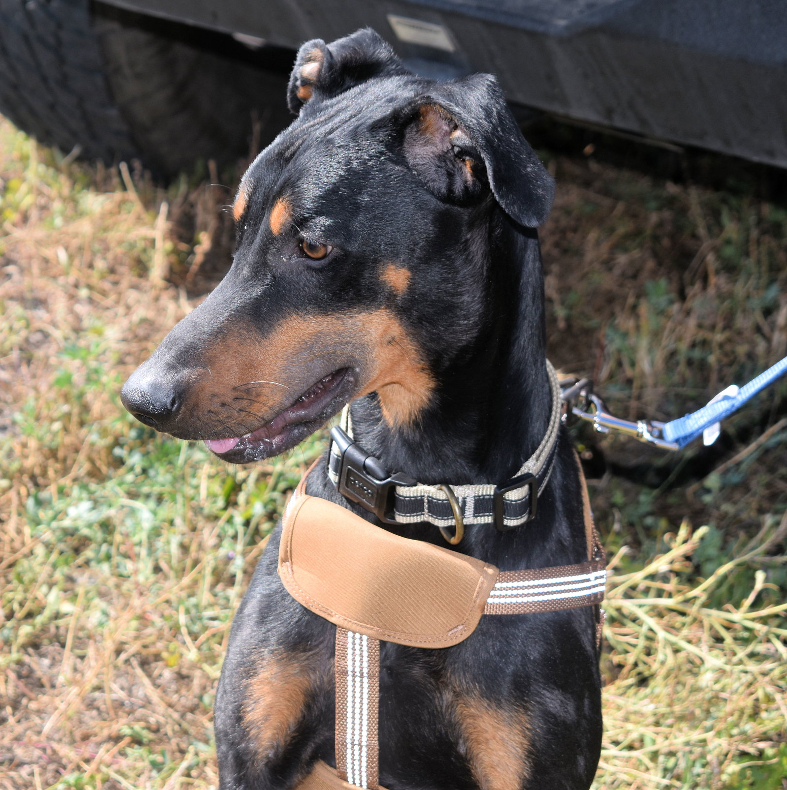 Dog for Adoption - Reno, a Doberman Pinscher in Greeley, CO | Alpha Paw