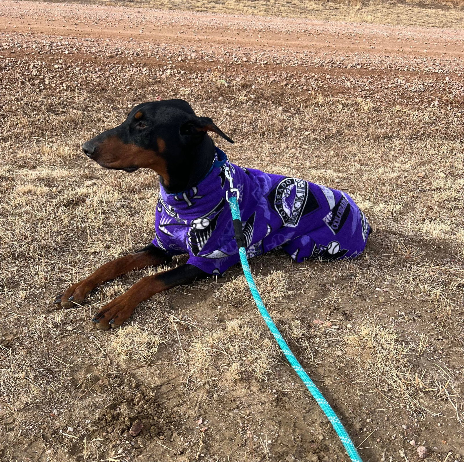 Dog for Adoption - Papi, a Doberman Pinscher in Parker, CO | Alpha Paw