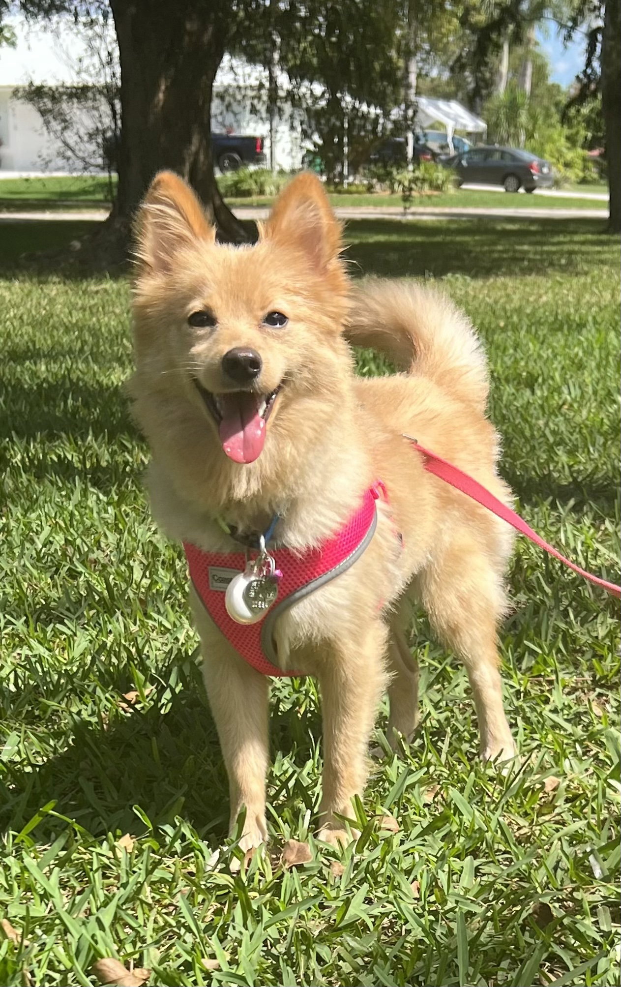 Dog for Adoption - Kokie, a Eskimo Dog in Boca Raton, FL | Alpha Paw