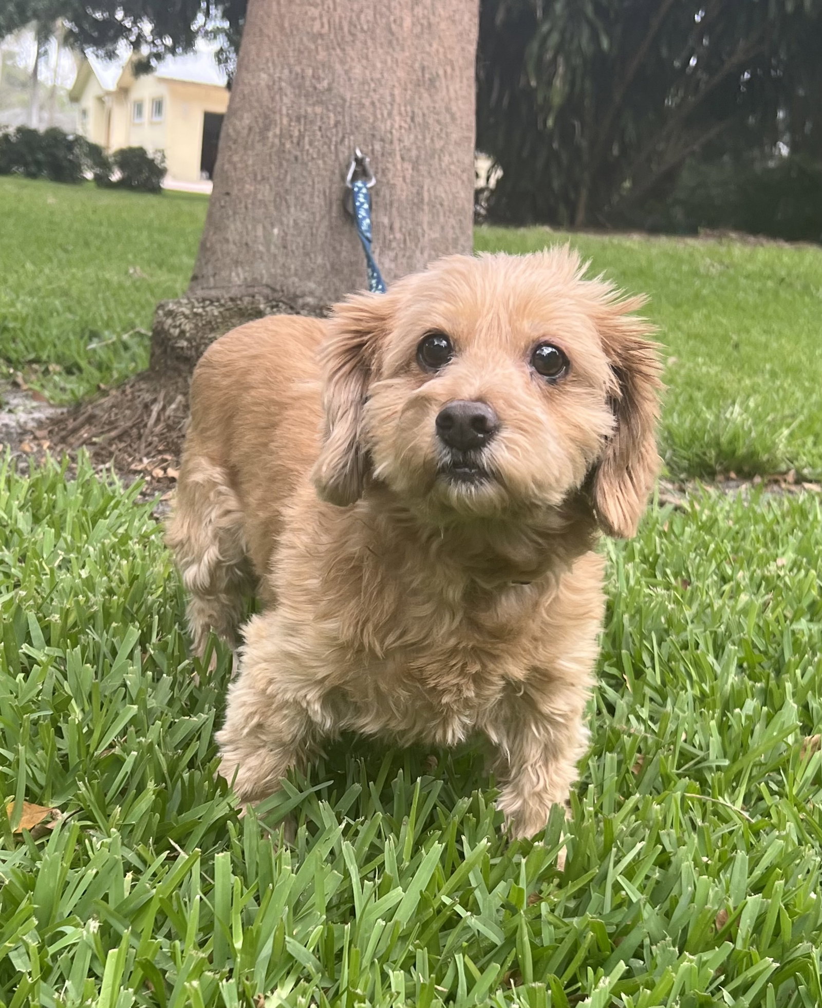 Dog for Adoption - Toto, a Cocker Spaniel in North Miami Beach, FL ...
