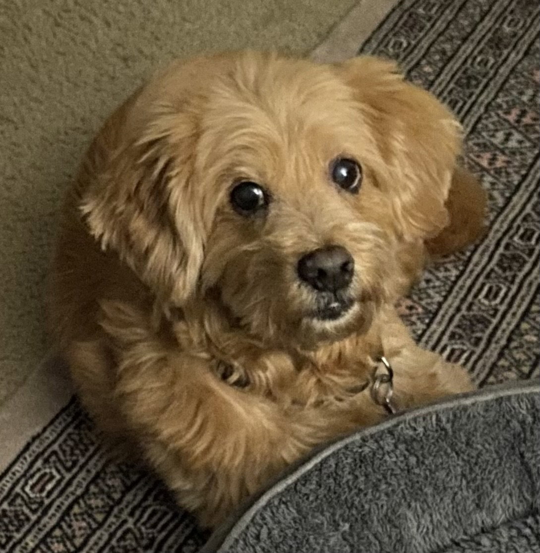 Dog for Adoption - Toto, a Cocker Spaniel in North Miami Beach, FL ...