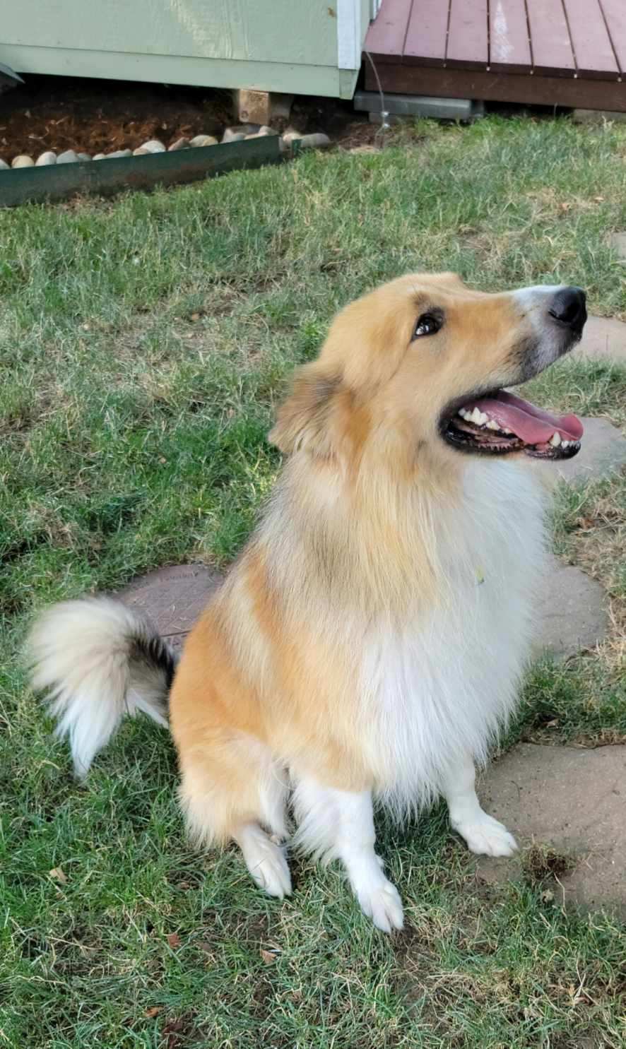 Dog for Adoption - Quinn, a Collie in Cheyenne, WY | Alpha Paw