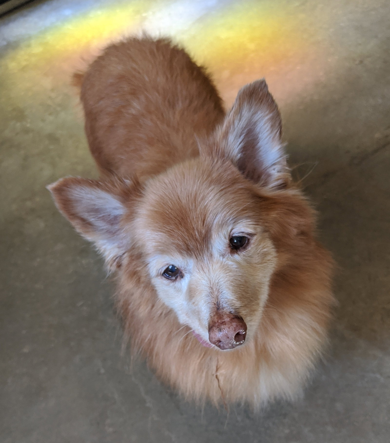 Dog for Adoption - Pogo Possum, a Pomeranian in Huerfano County, CO ...