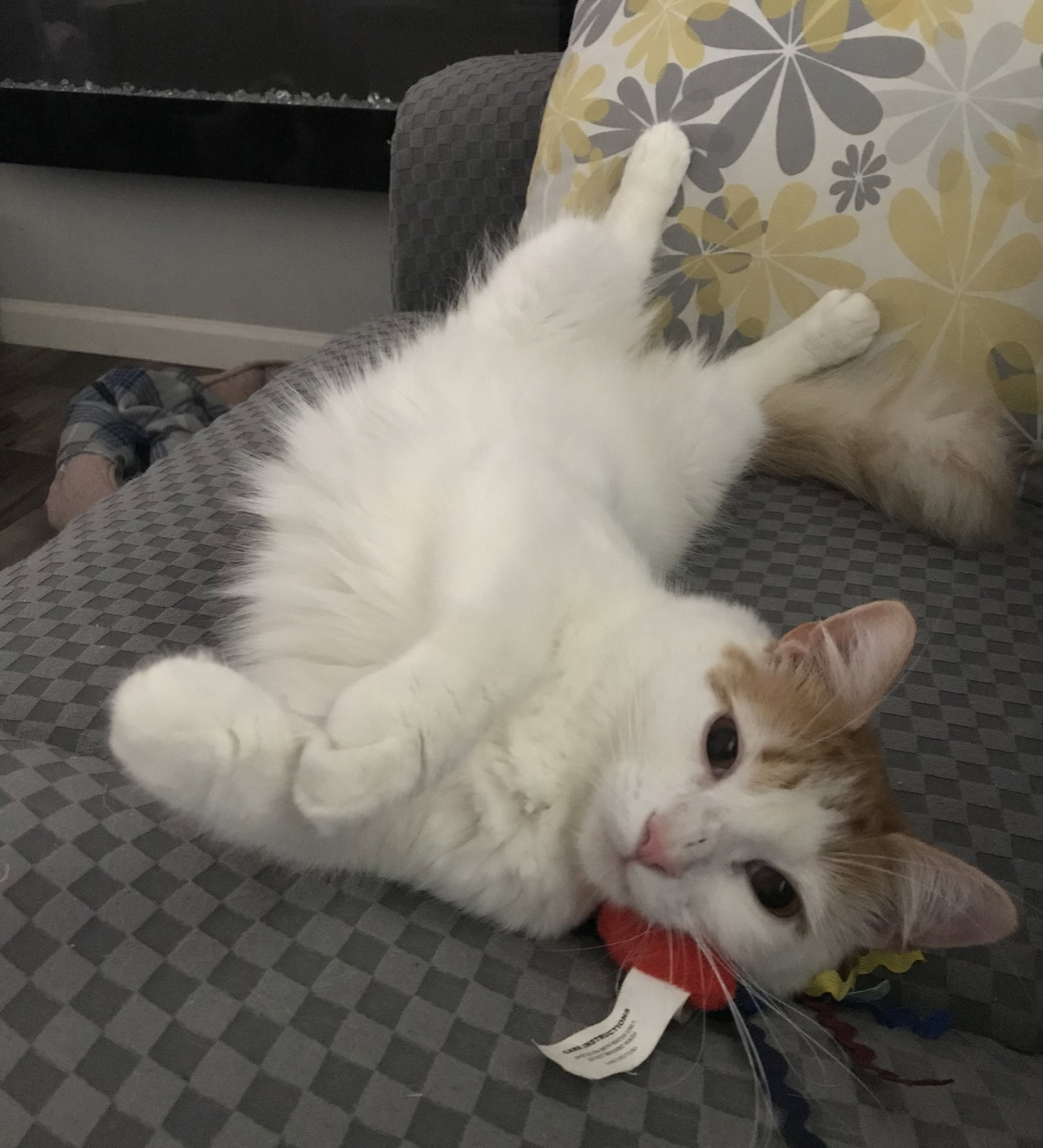 Cats for Adoption in Elba, Alabama | Alpha Paw