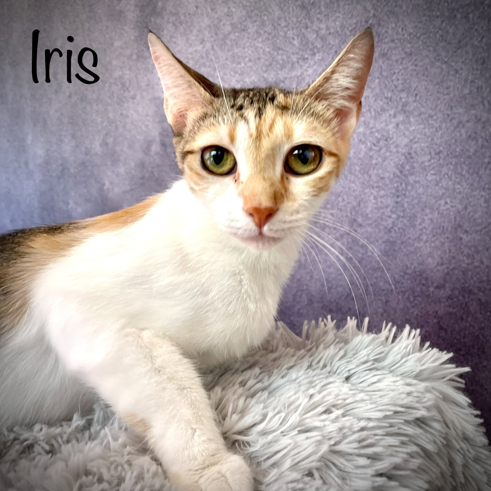Cats for Adoption in Elba, Alabama | Alpha Paw