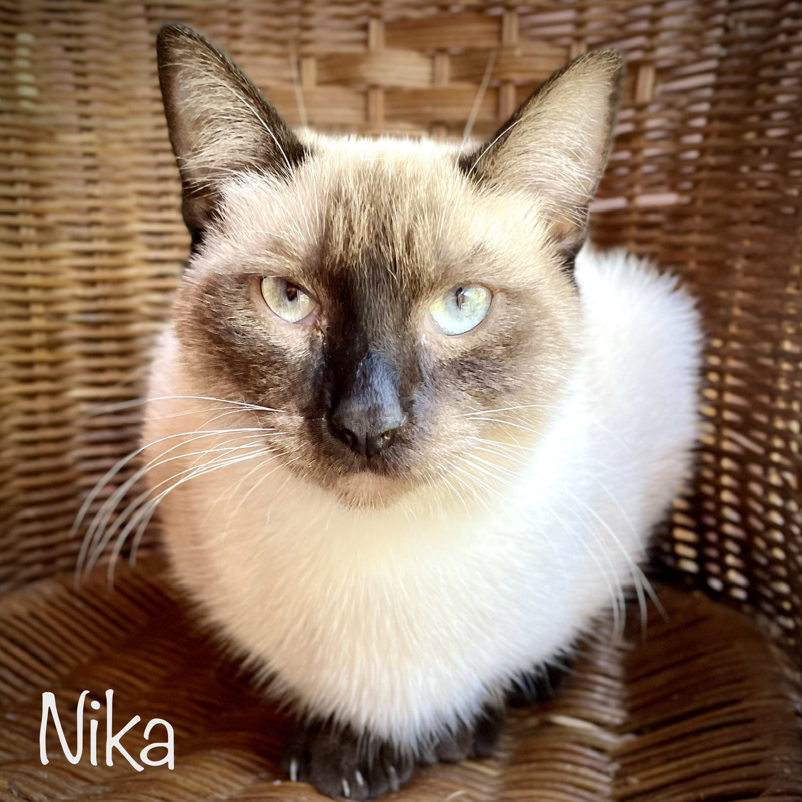 Cats for Adoption in Point Baker, Florida | Alpha Paw