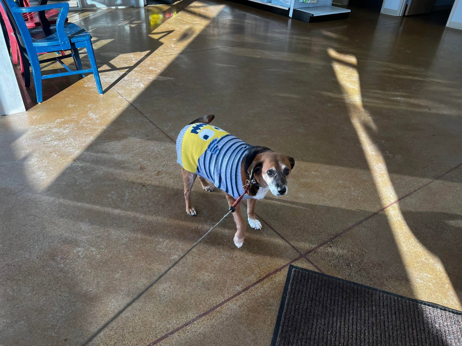 Dog for Adoption - Hoosier *Needs Foster*, a Beagle in Maple Plain, MN ...