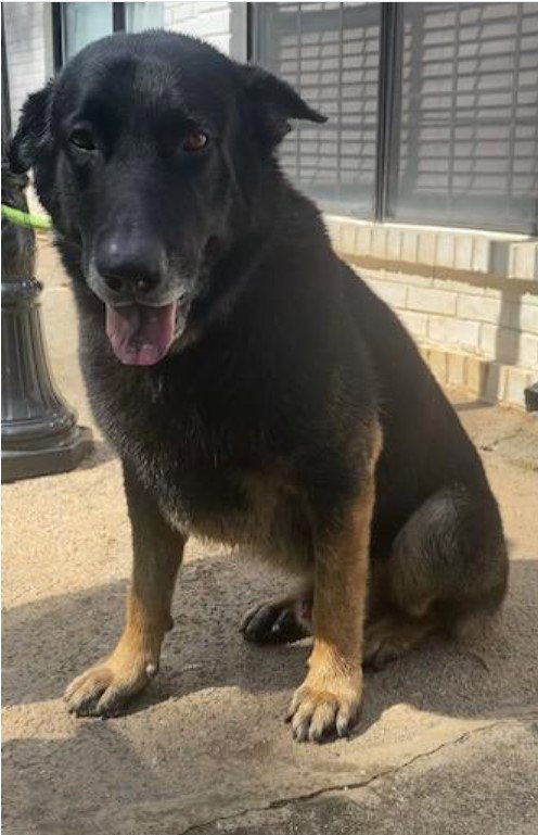 Dog for Adoption - Sweet Shadow - GSD/Lab Needs OUT ASAP!, a German ...