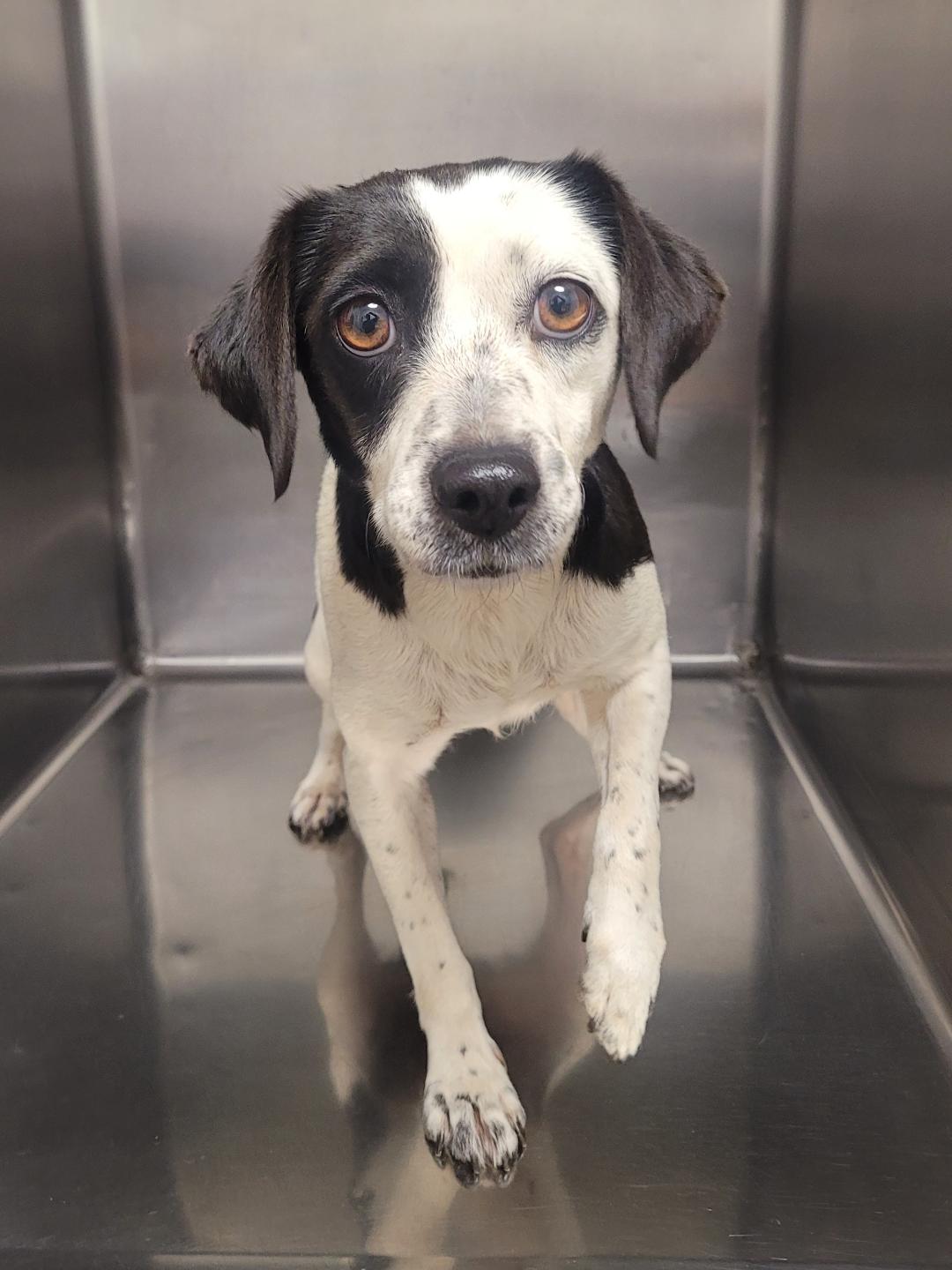Dog for Adoption - Diamond, Cassidy, and Sahara, a Terrier in Lakeview ...