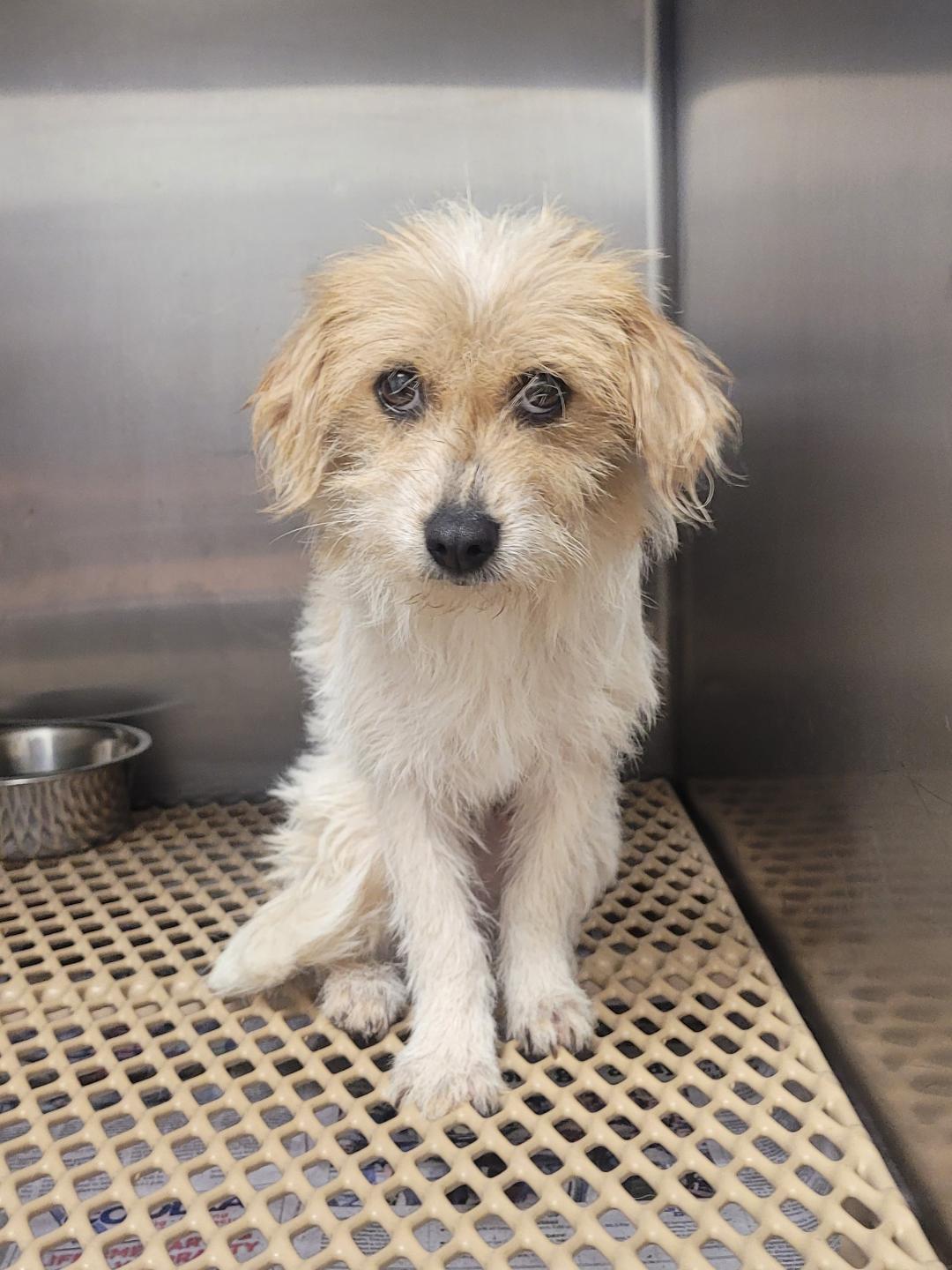 Dog for Adoption - Diamond, Cassidy, and Sahara, a Terrier in Lakeview ...