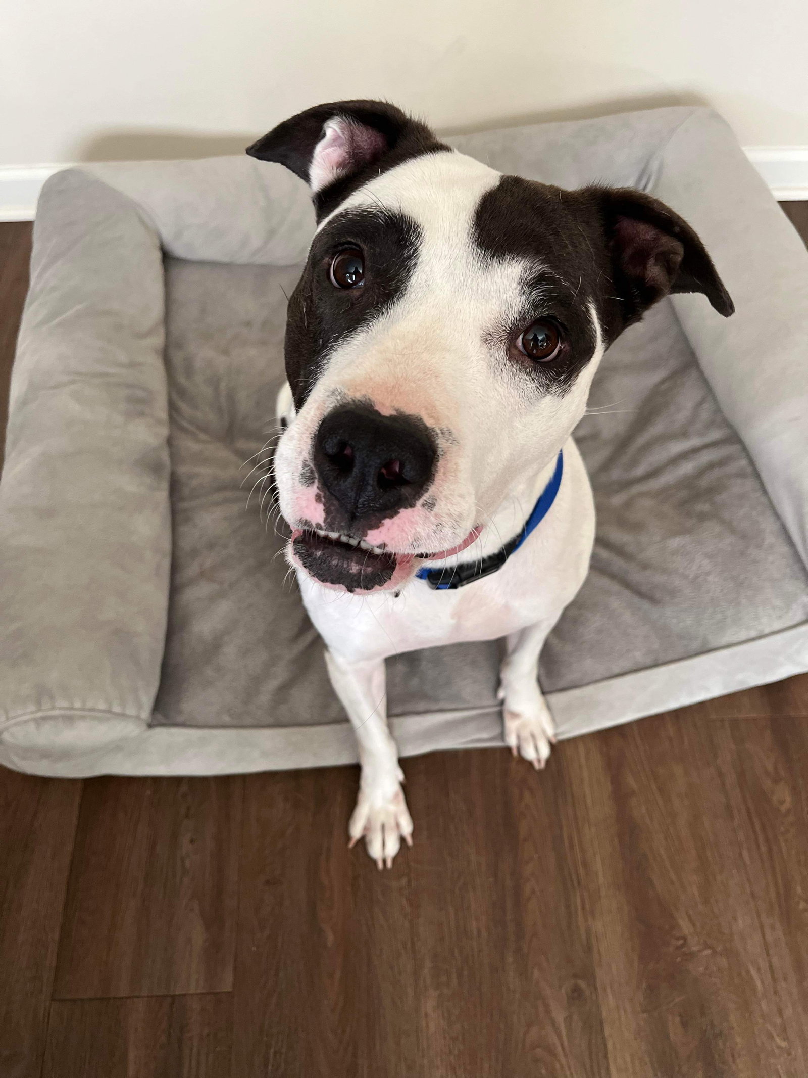 Dog for Adoption - Riley, a American Pit Bull Terrier in Woodstock, GA ...