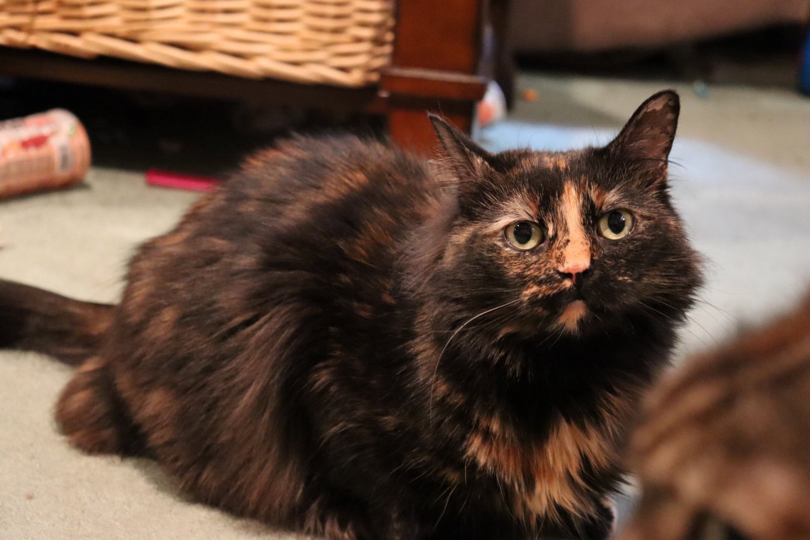 Cat adoption in Atlanta, GA 30345: Maine Coon / Domestic Long Hair ...