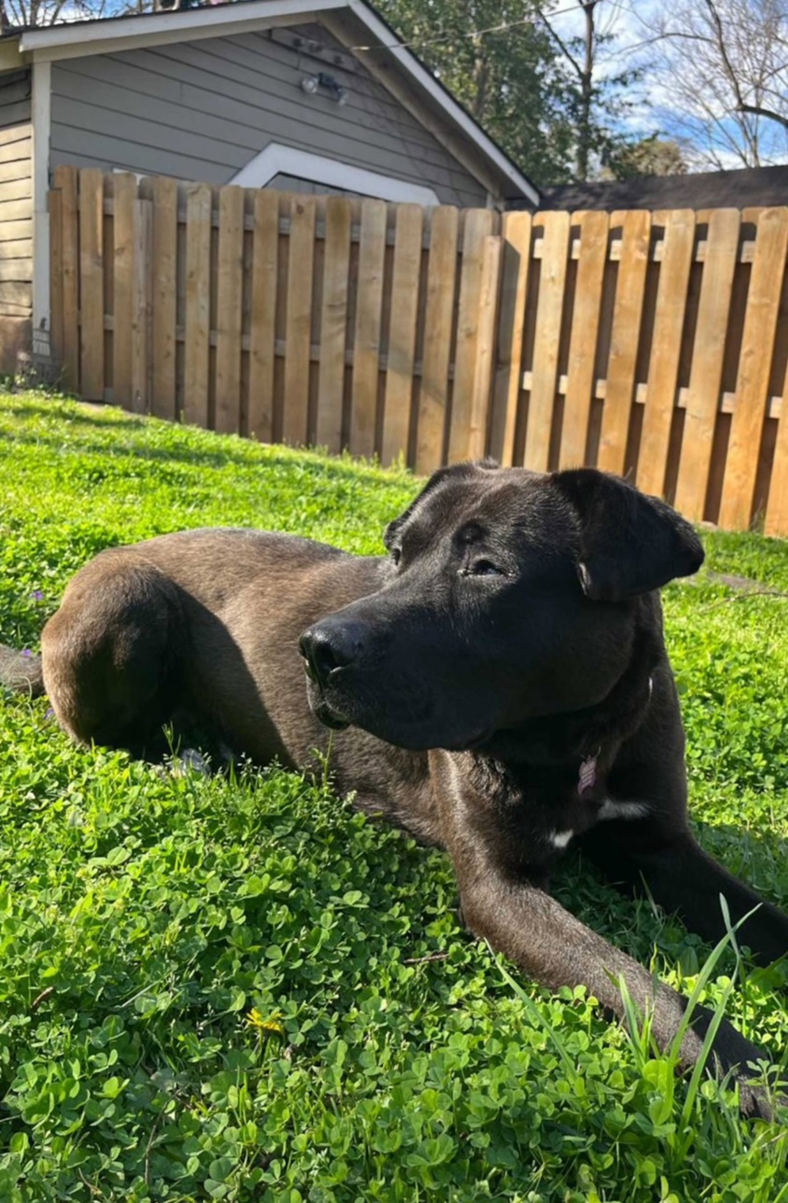 Dog for Adoption - Coleman (Fabulous Lab Mix - Help ASAP!), a Labrador ...