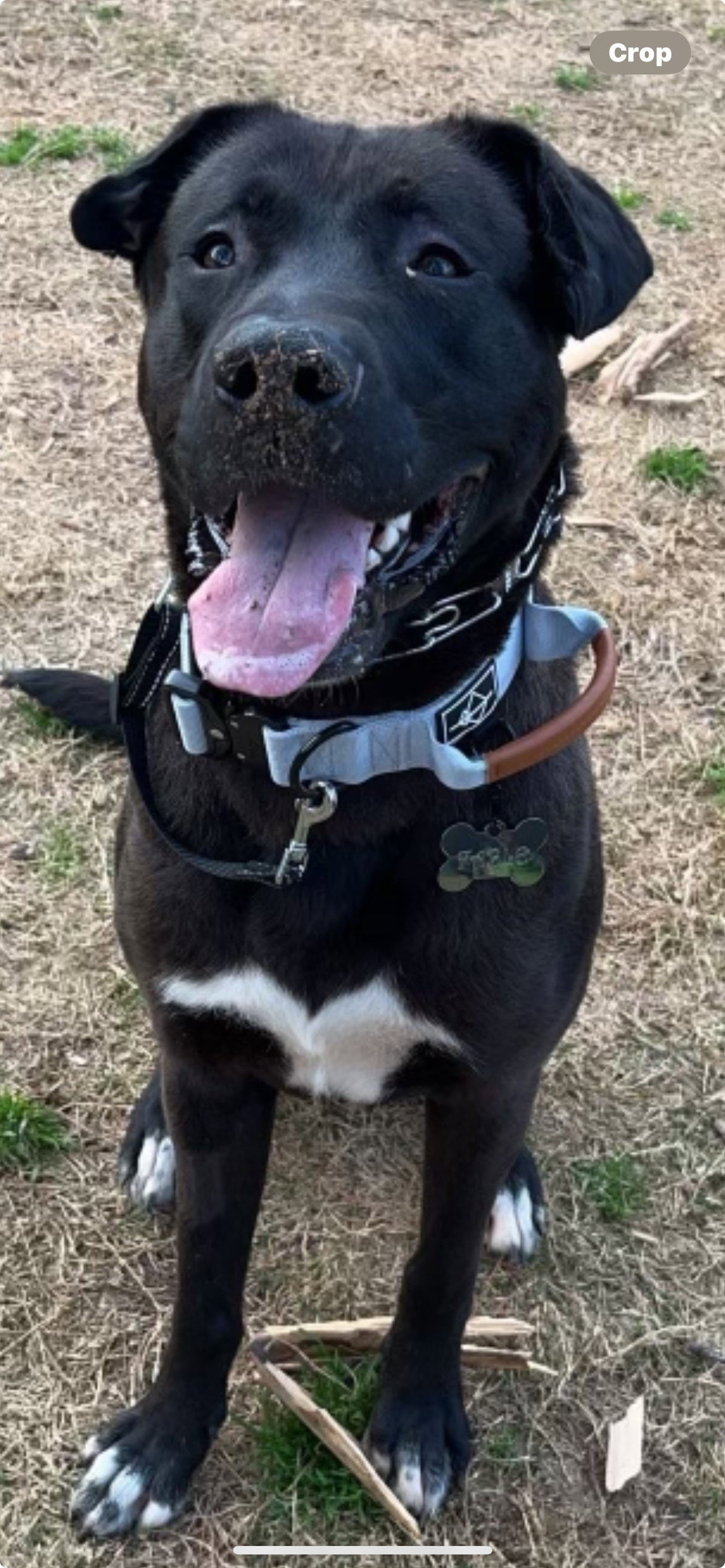 Dog for Adoption - Coleman (Fabulous Lab Mix - Help ASAP!), a Labrador ...
