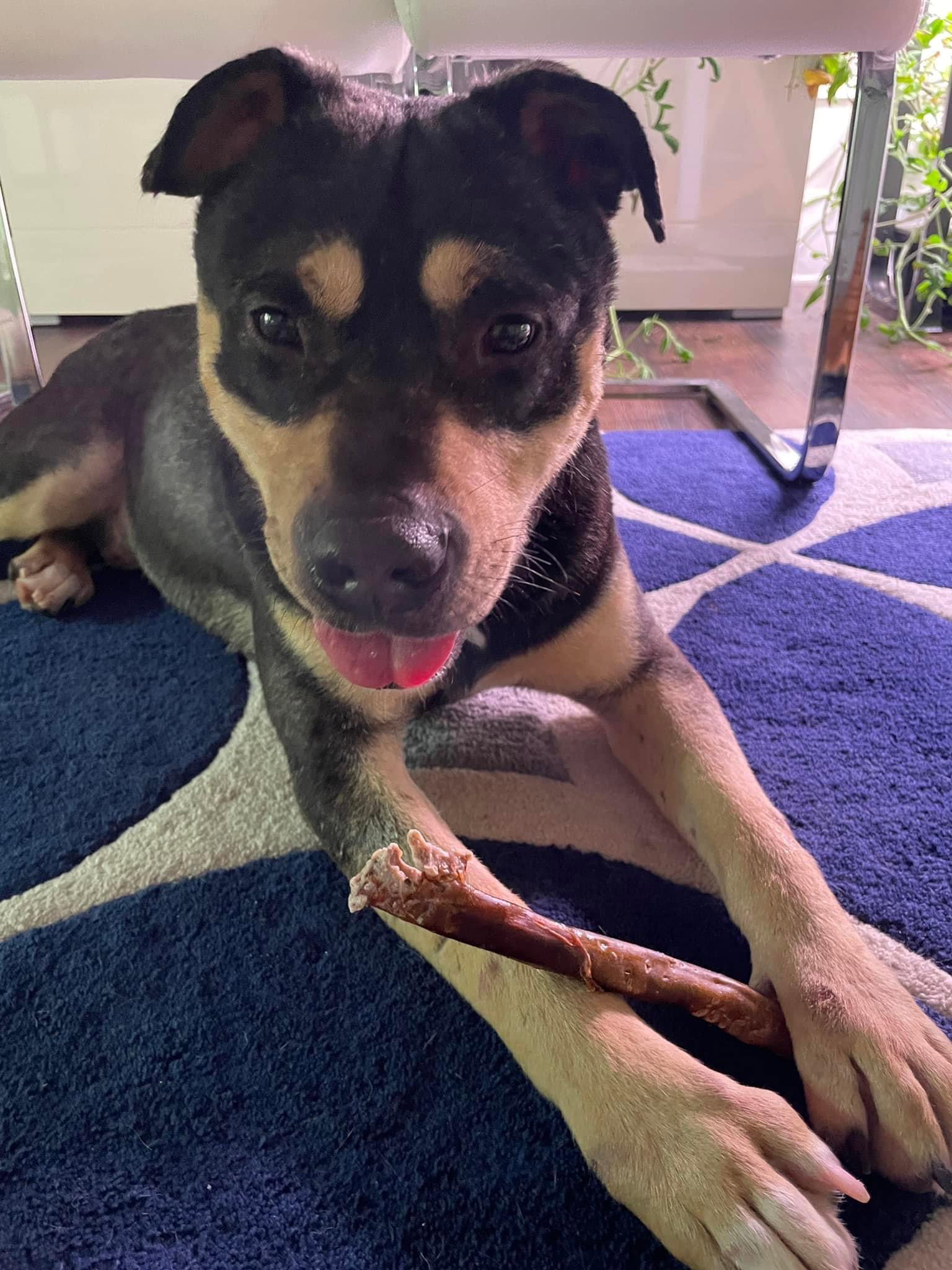 Dog for Adoption - DOMINGO - DOG & KID FRIENDLY, a German Shepherd Dog ...