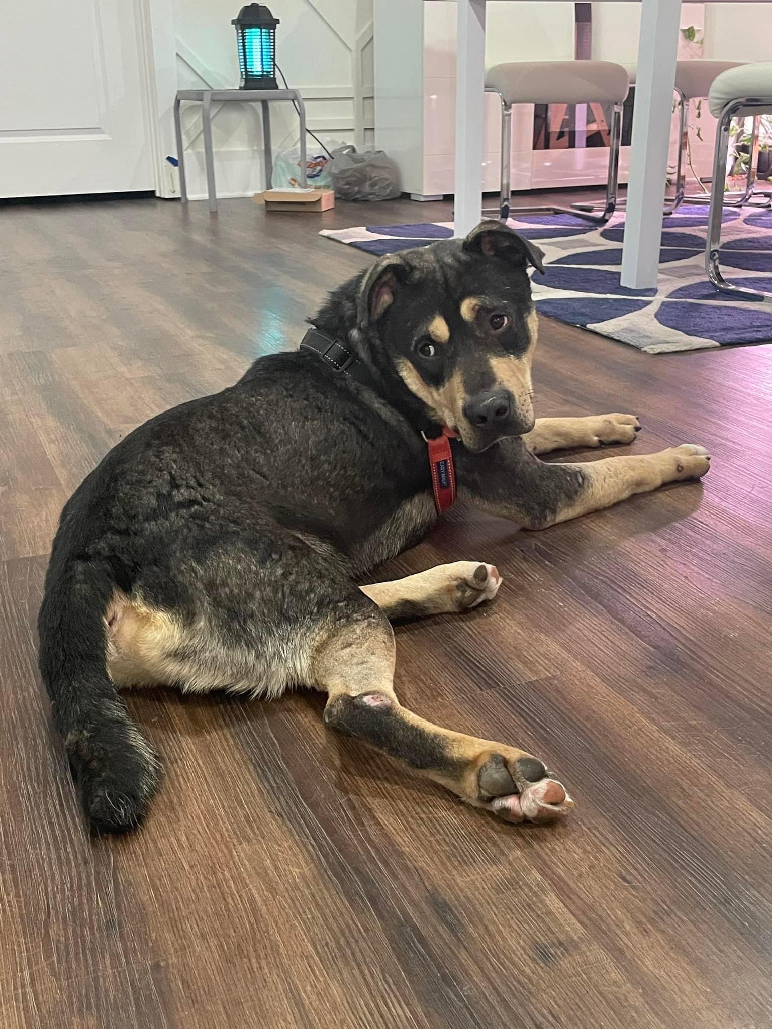 Dog for Adoption - DOMINGO - DOG & KID FRIENDLY, a German Shepherd Dog ...