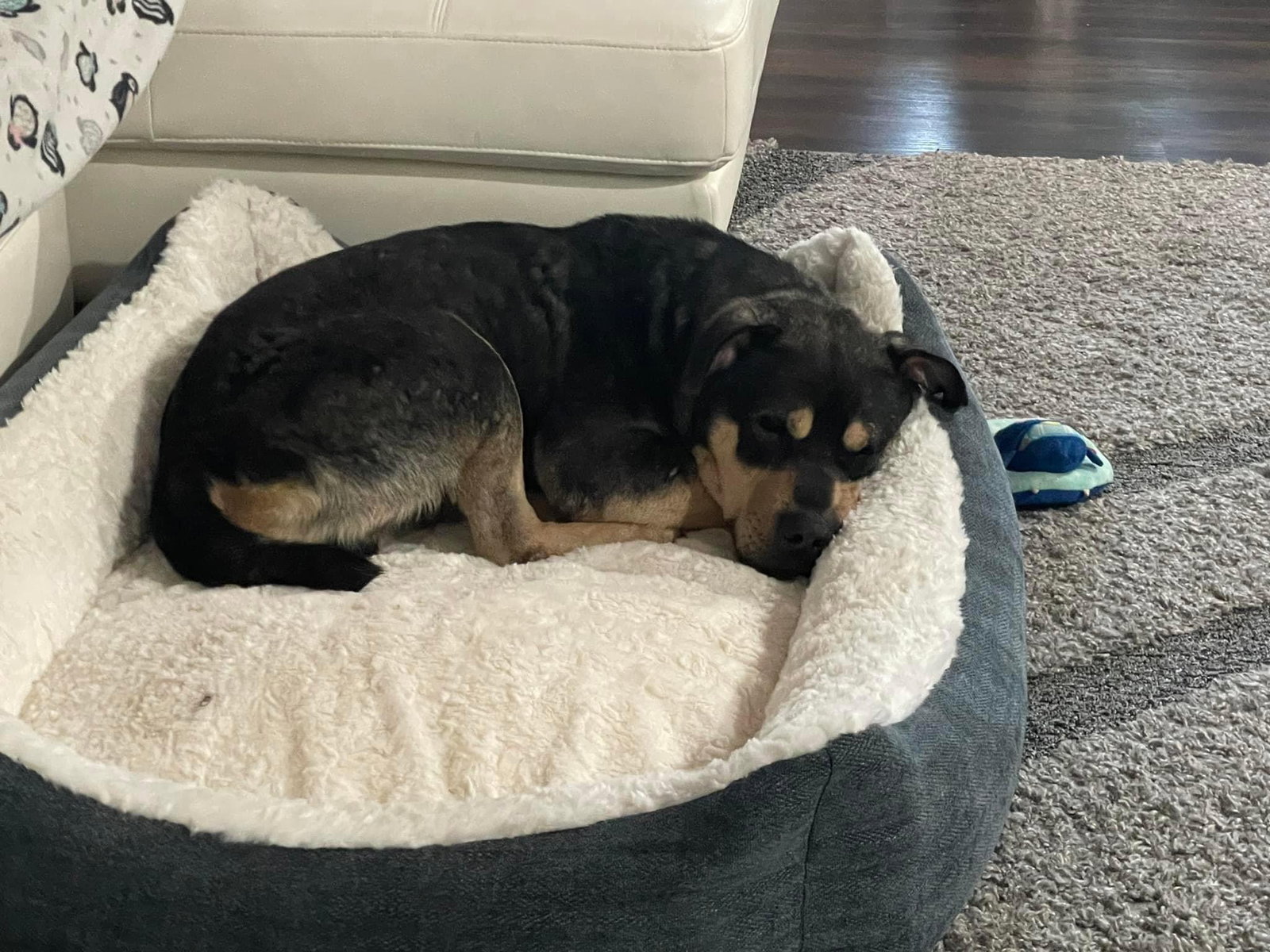 Dog for Adoption - DOMINGO - DOG & KID FRIENDLY, a German Shepherd Dog ...