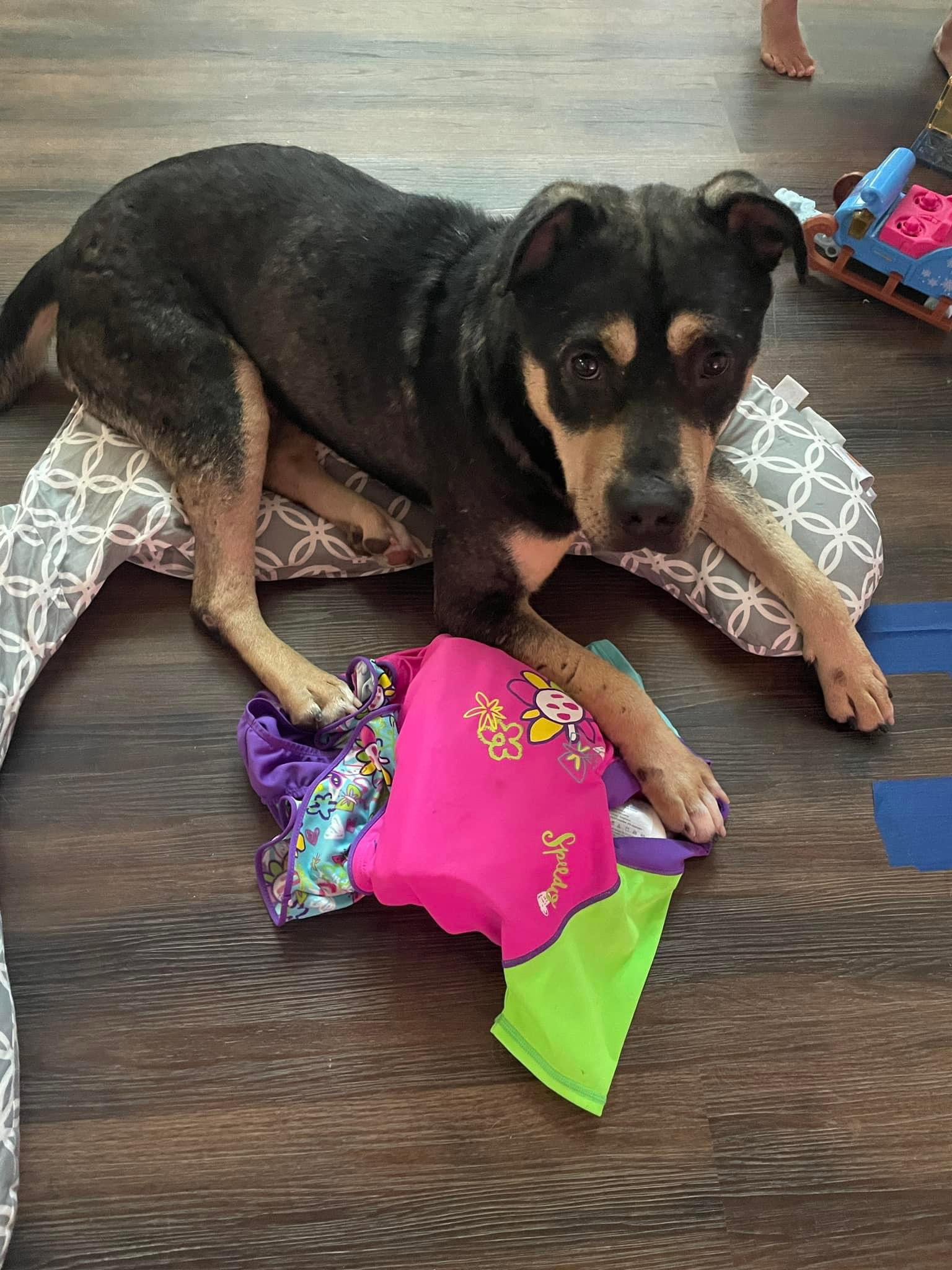 Dog for Adoption - DOMINGO - DOG & KID FRIENDLY, a German Shepherd Dog ...