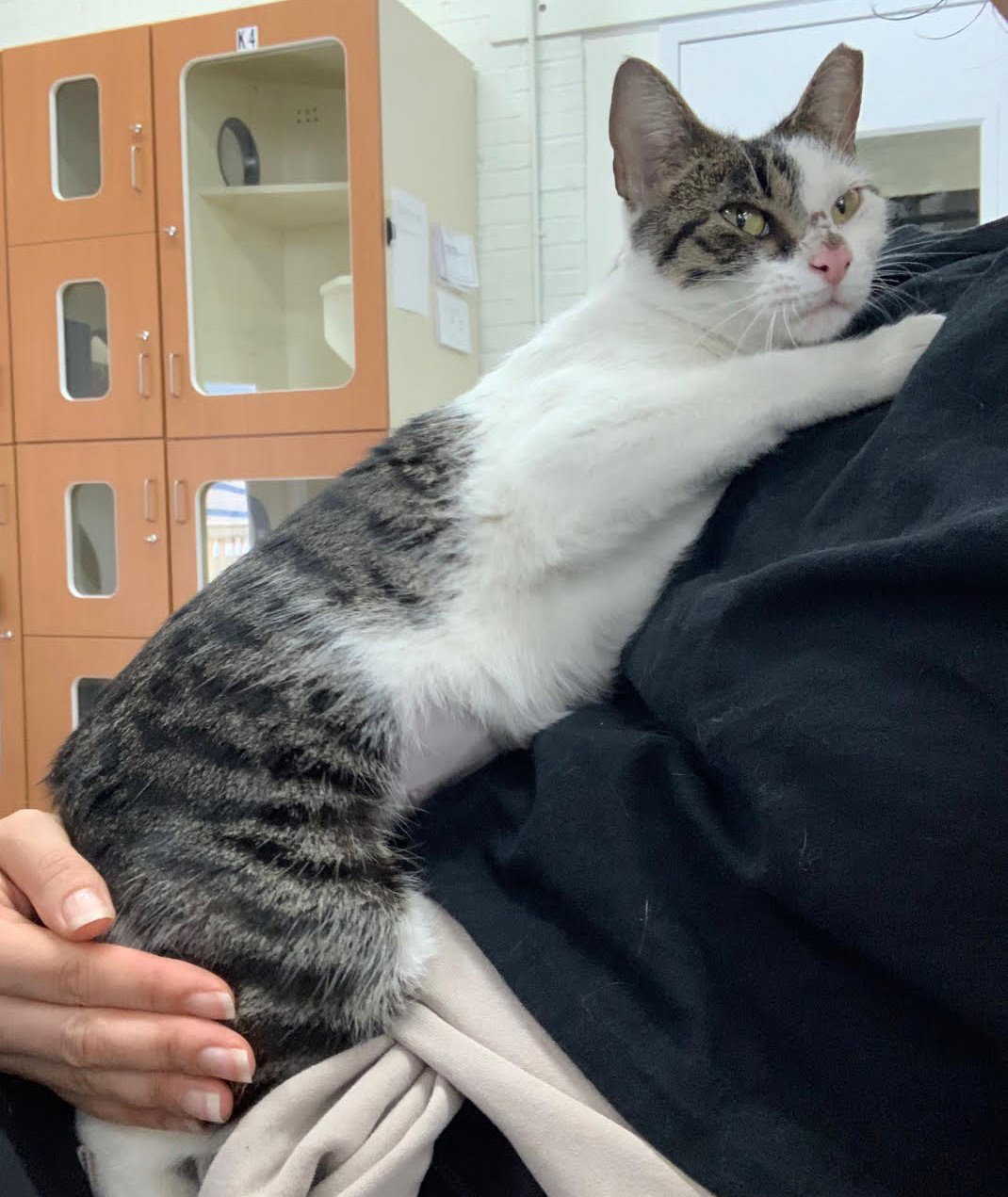 Cats for Adoption in Grayson, Georgia | Alpha Paw