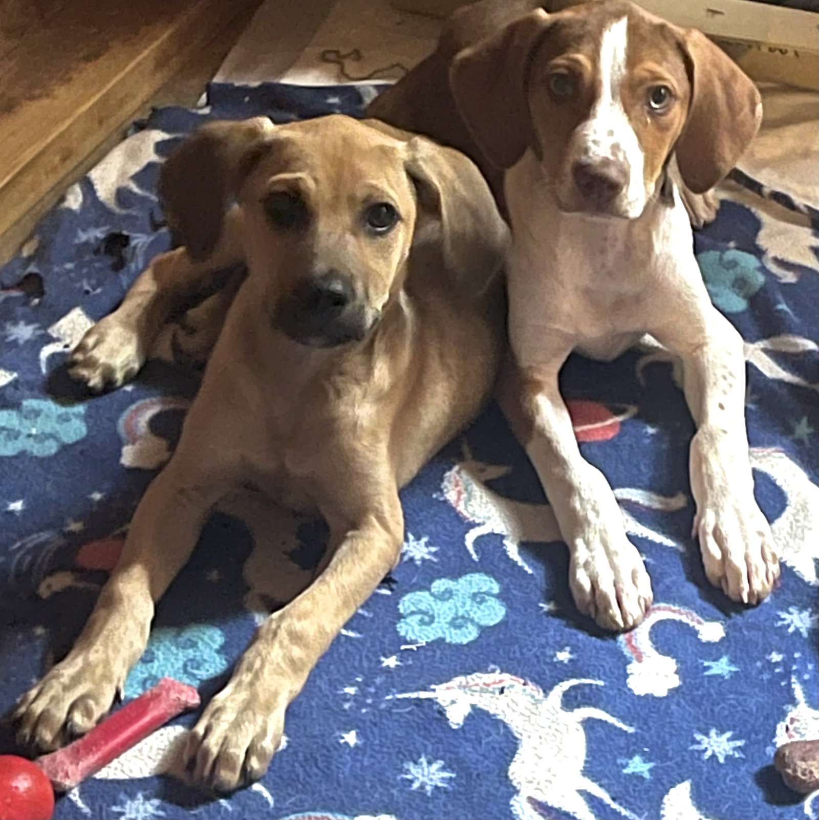 Dog for Adoption - Howie and Kaysar - Beagle/Lab Puppies!, a Labrador ...