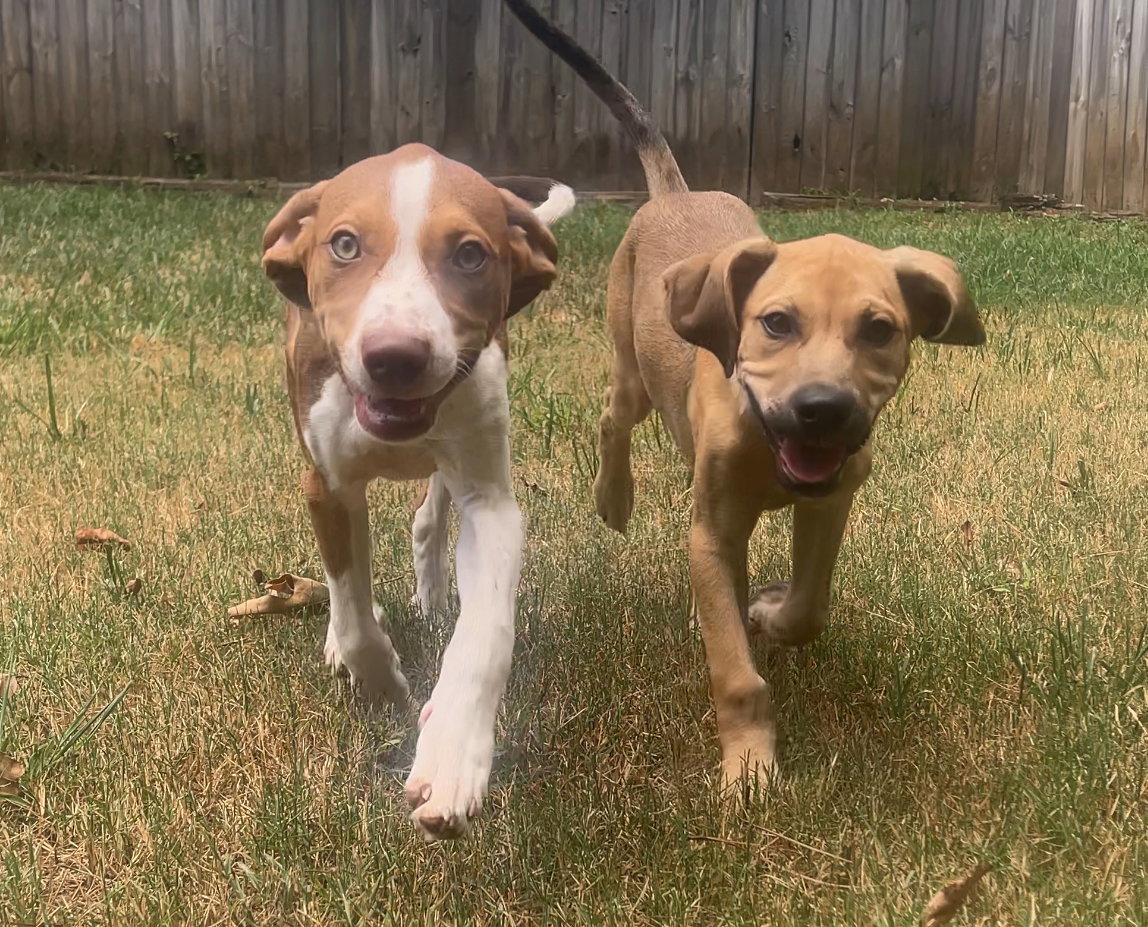Dog for Adoption - Howie and Kaysar - Beagle/Lab Puppies!, a Labrador ...